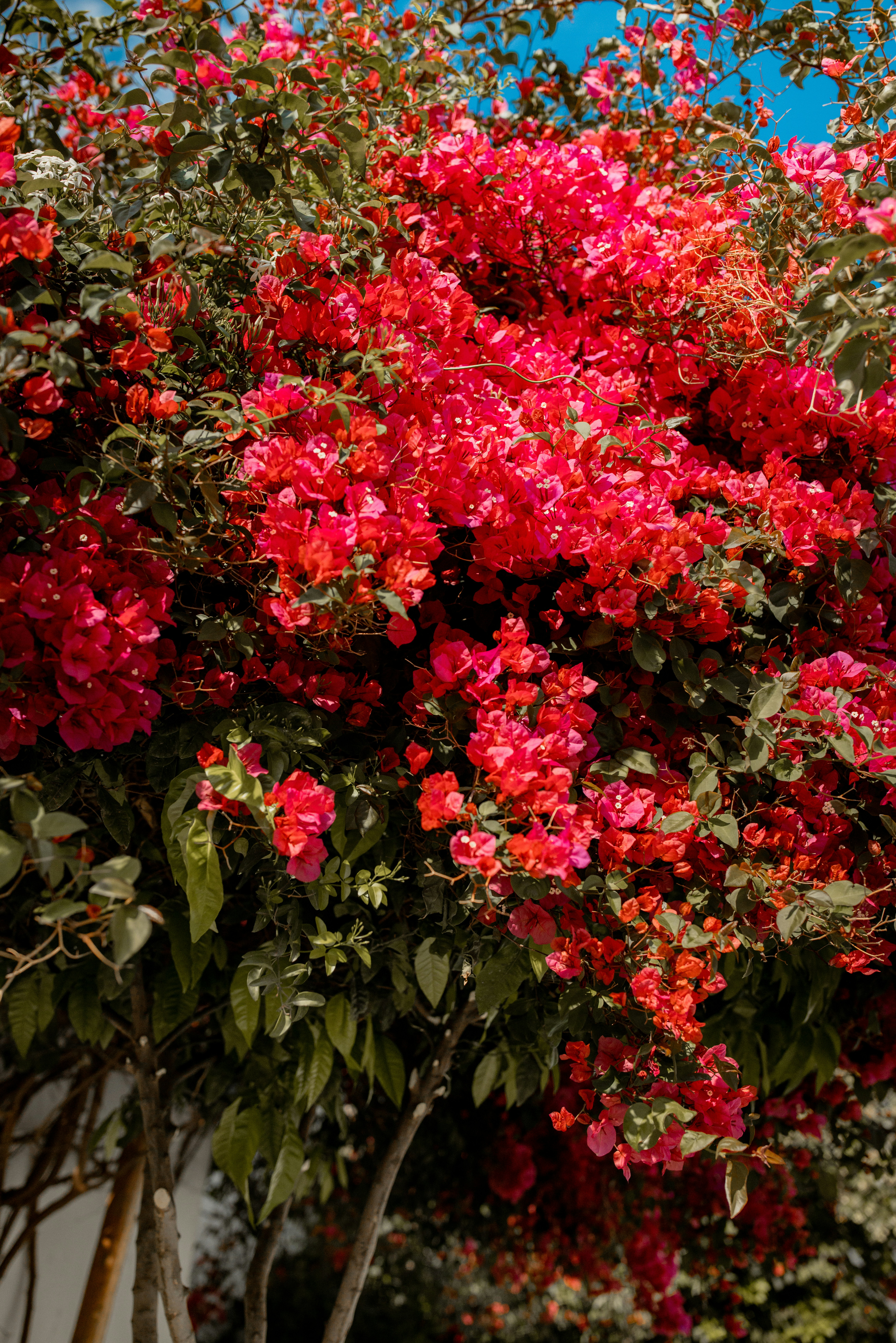 Crimson Bougainvillea Cascade Against a Canopy of Blue