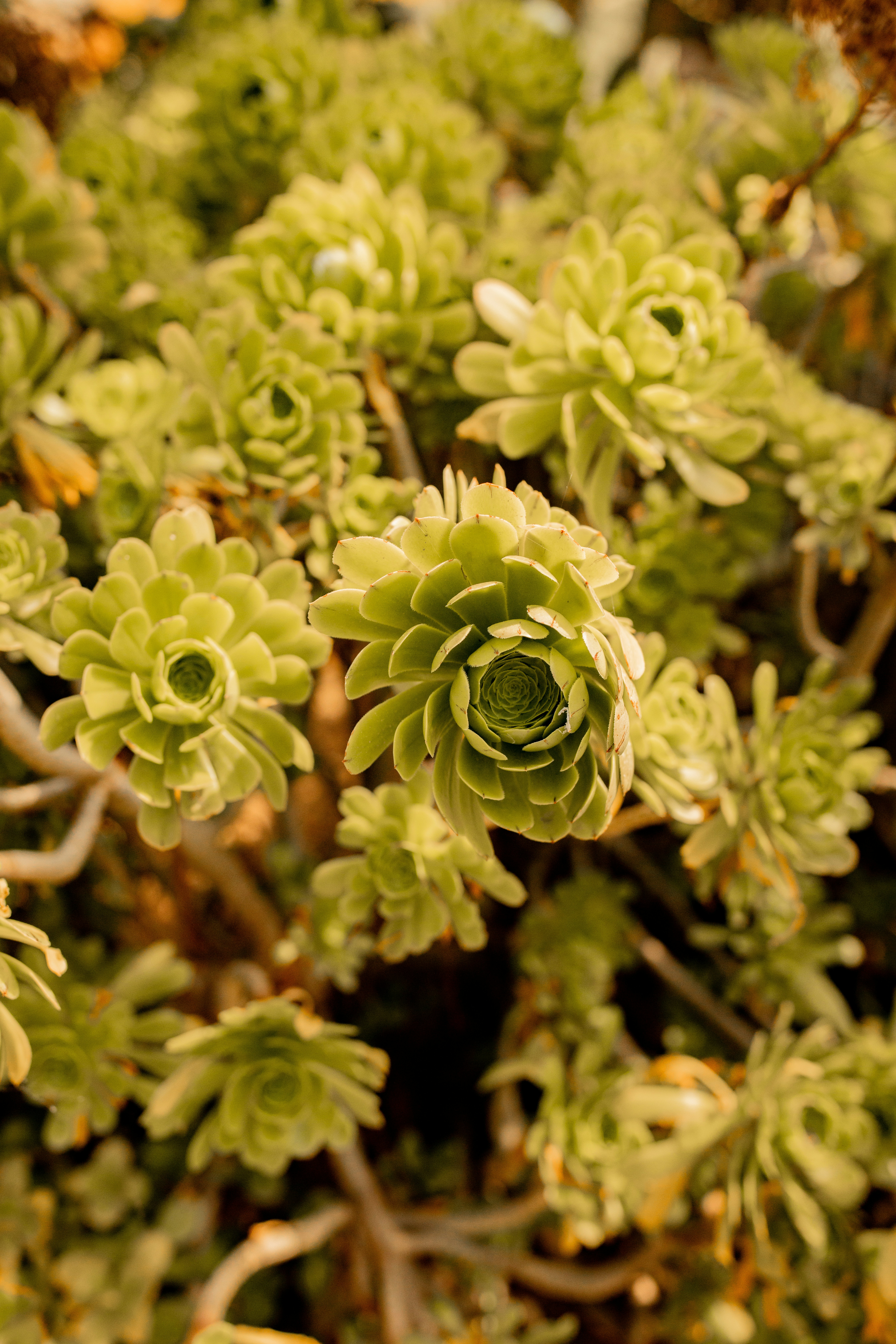 Central rosette of green succulents in sunlit garden bed