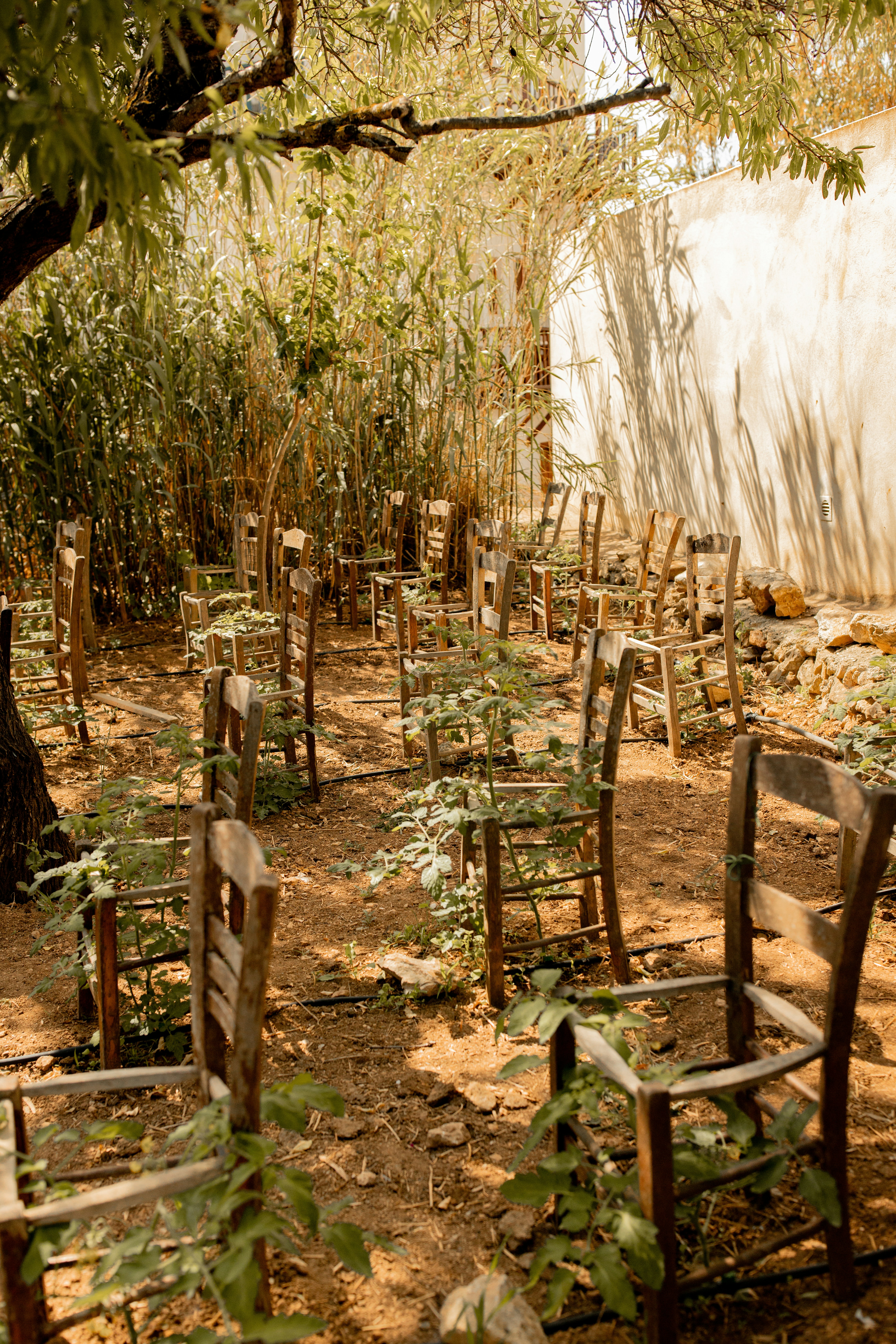 Overgrown Aisle: Sunlit Chairs Reclaim a Quiet Garden