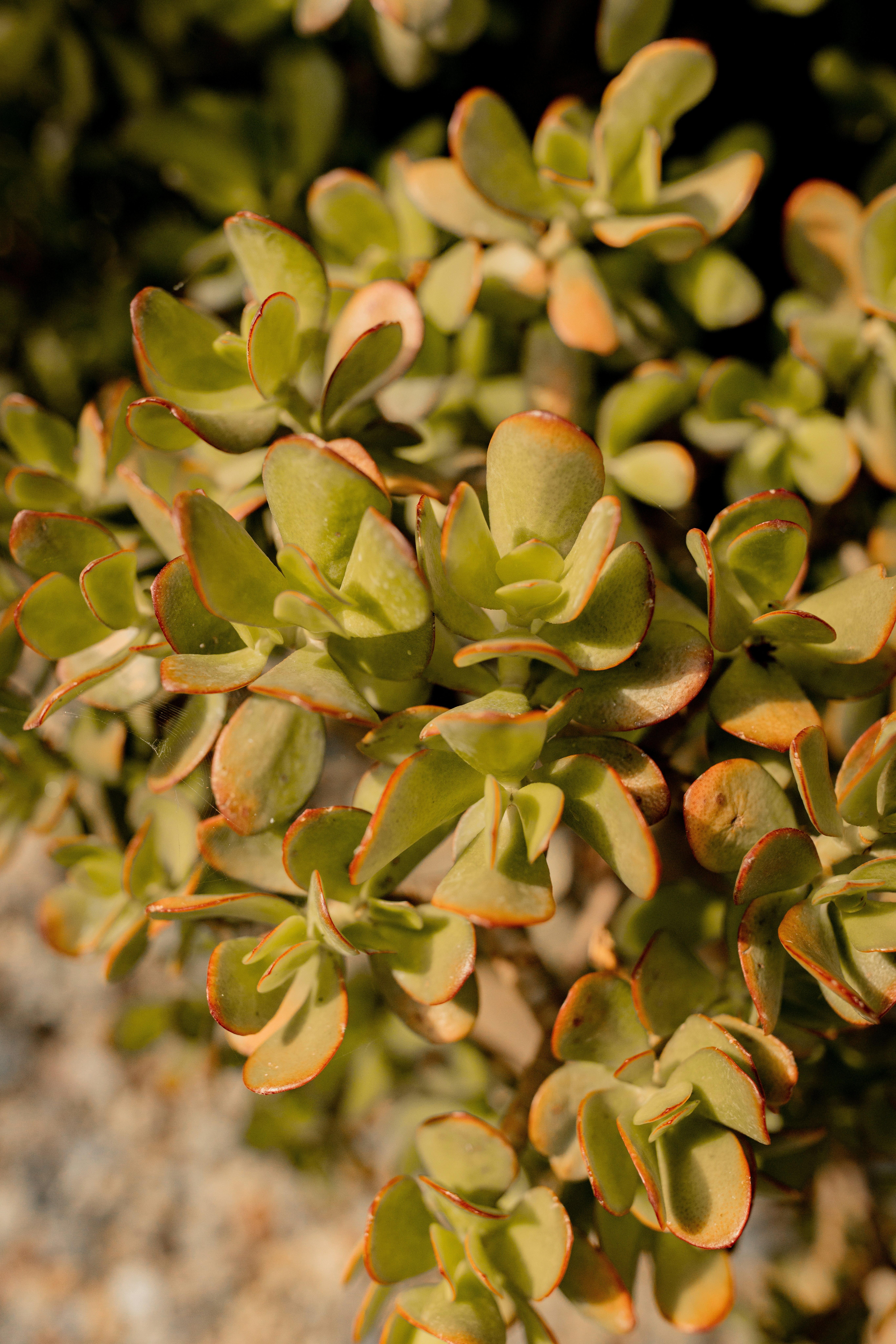 Crimson-edged Succulents in Soft Sunlight