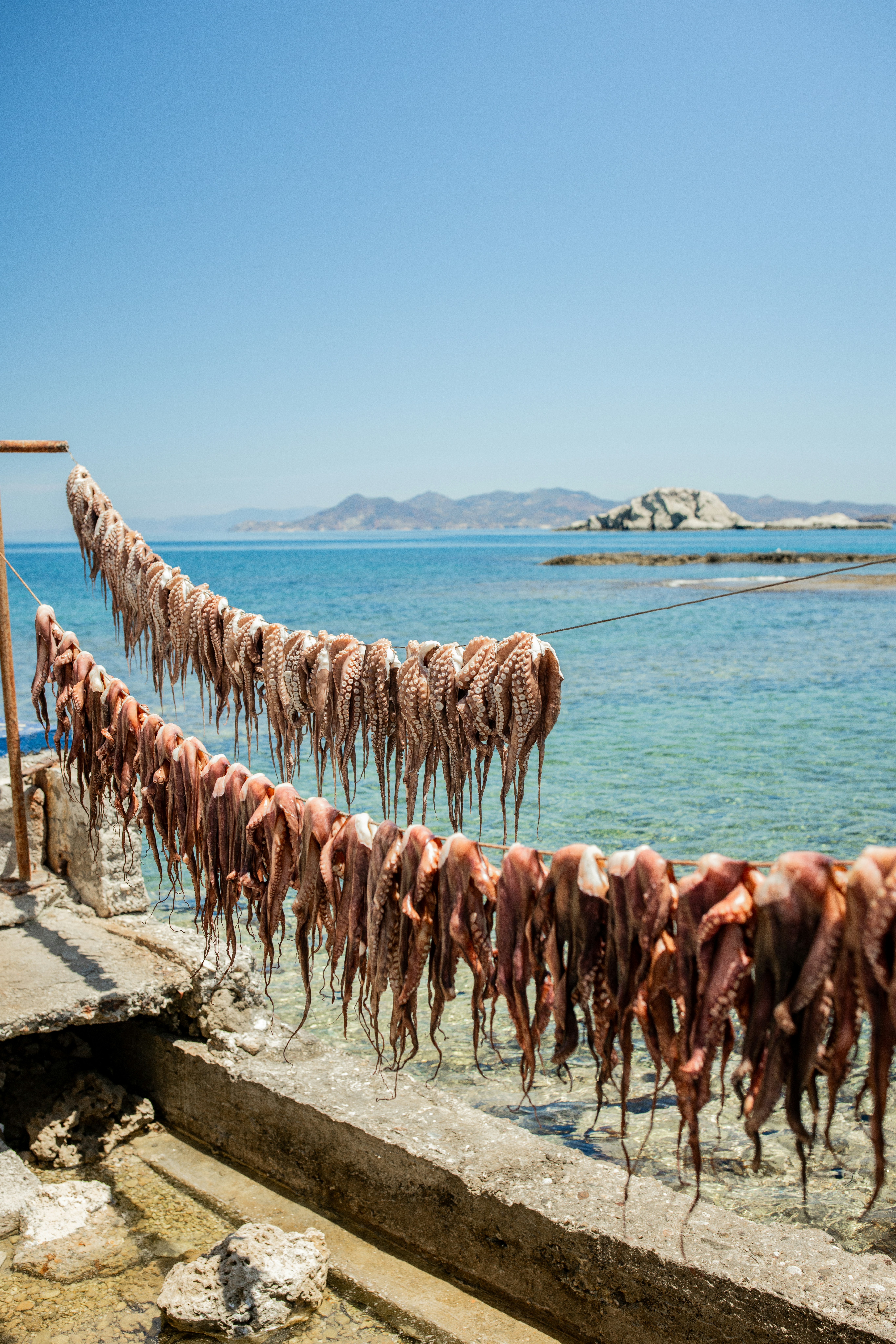 Rows of dried squid on a sunlit Mediterranean quay with turquoise waters