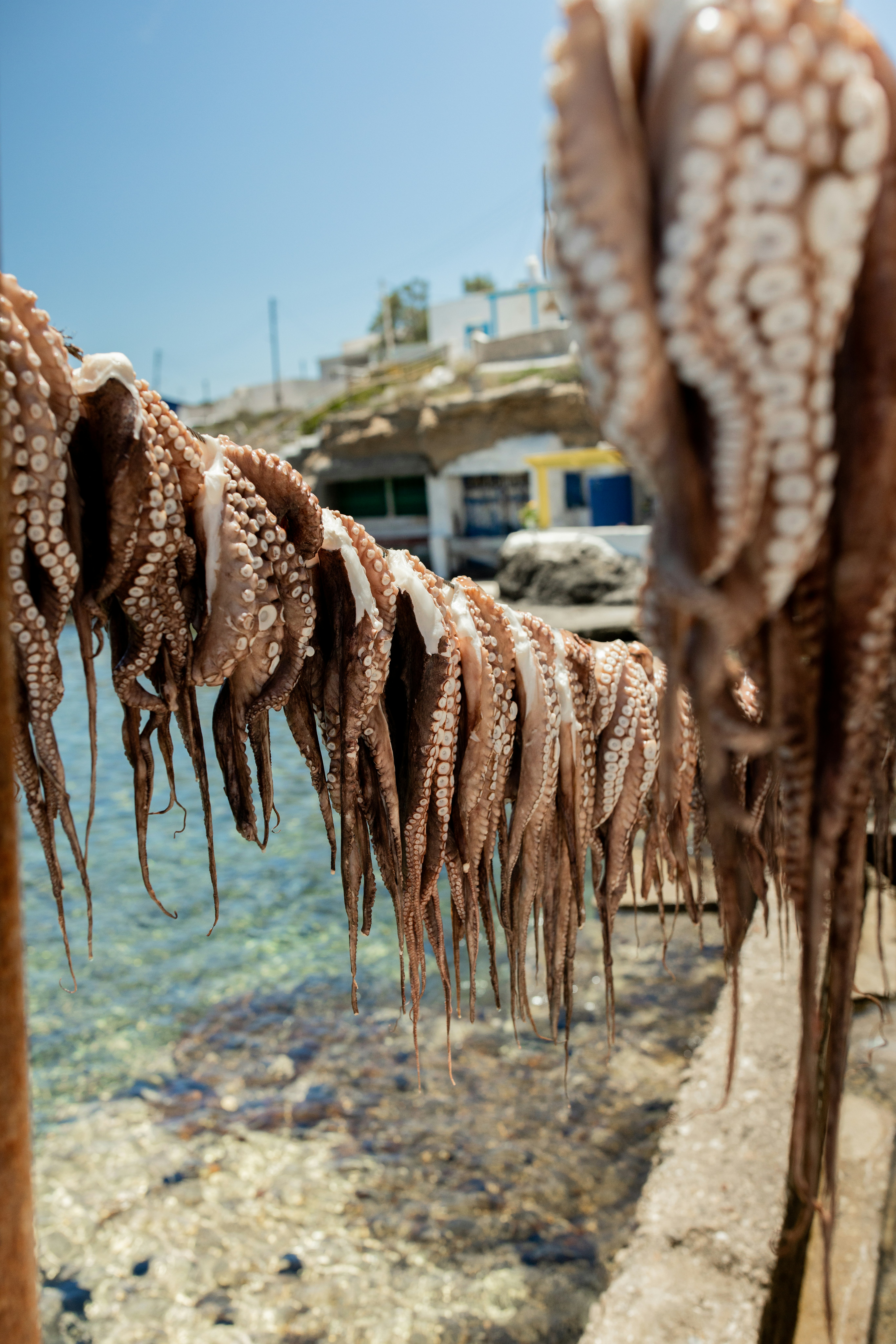 Tentacles on a Rope: Sea Cliff and Harbor in Focus