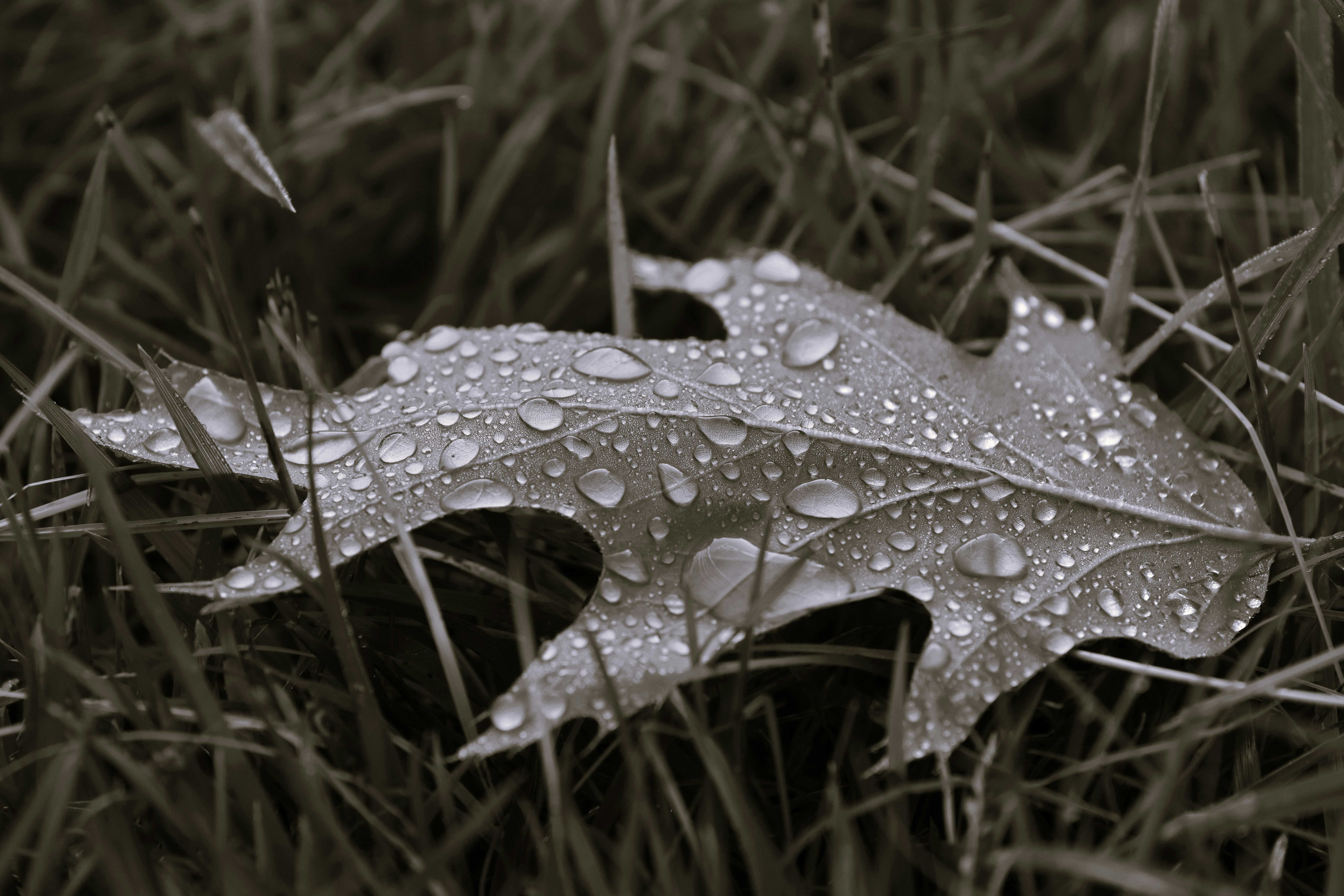 Dew-kissed leaf resting in cool evening grass