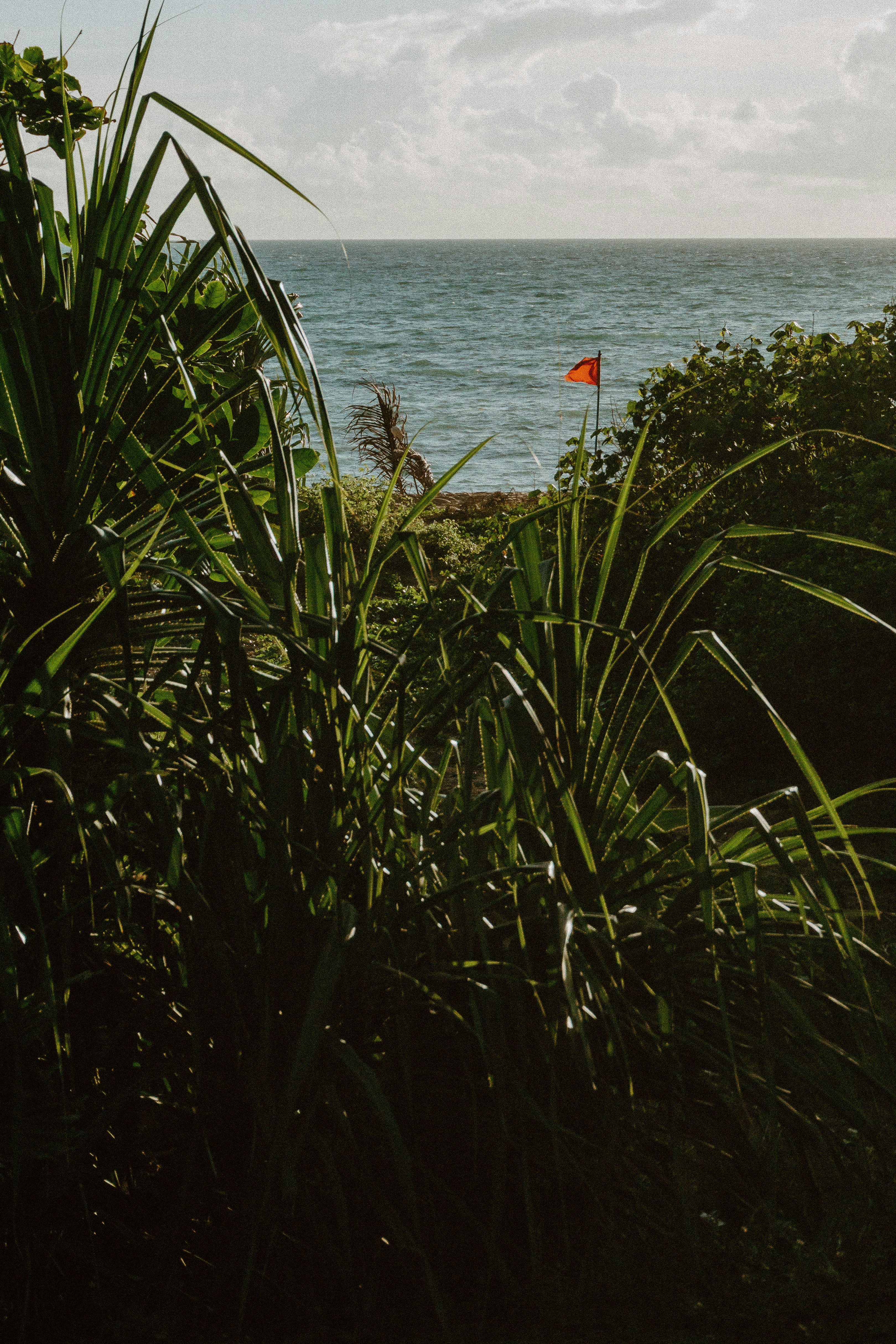 Coastal Veranda with Ocean Gaze Behind Dense Coastal Foliage