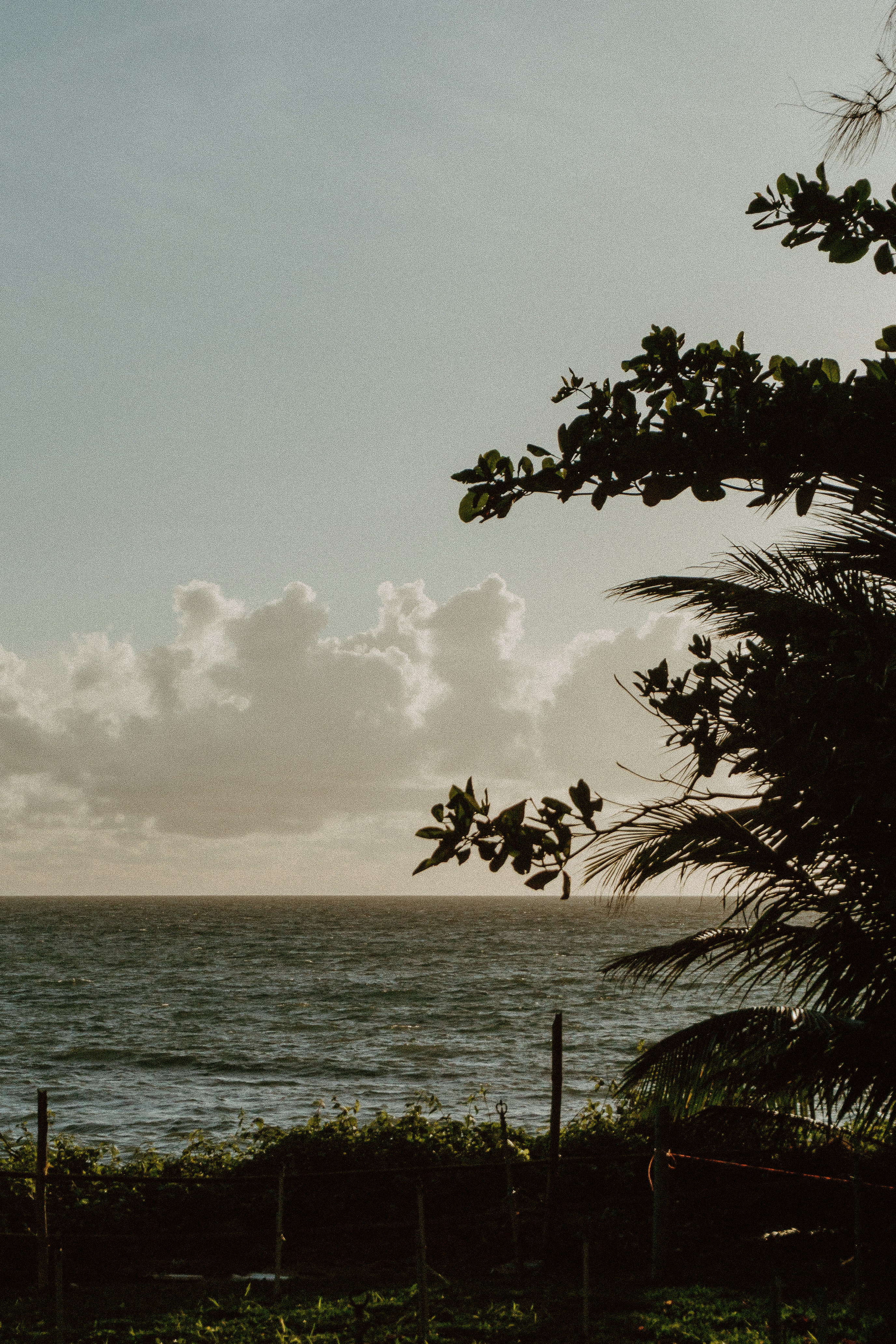 Coastal Calm: Ocean Horizon Framed by Dune and Palm