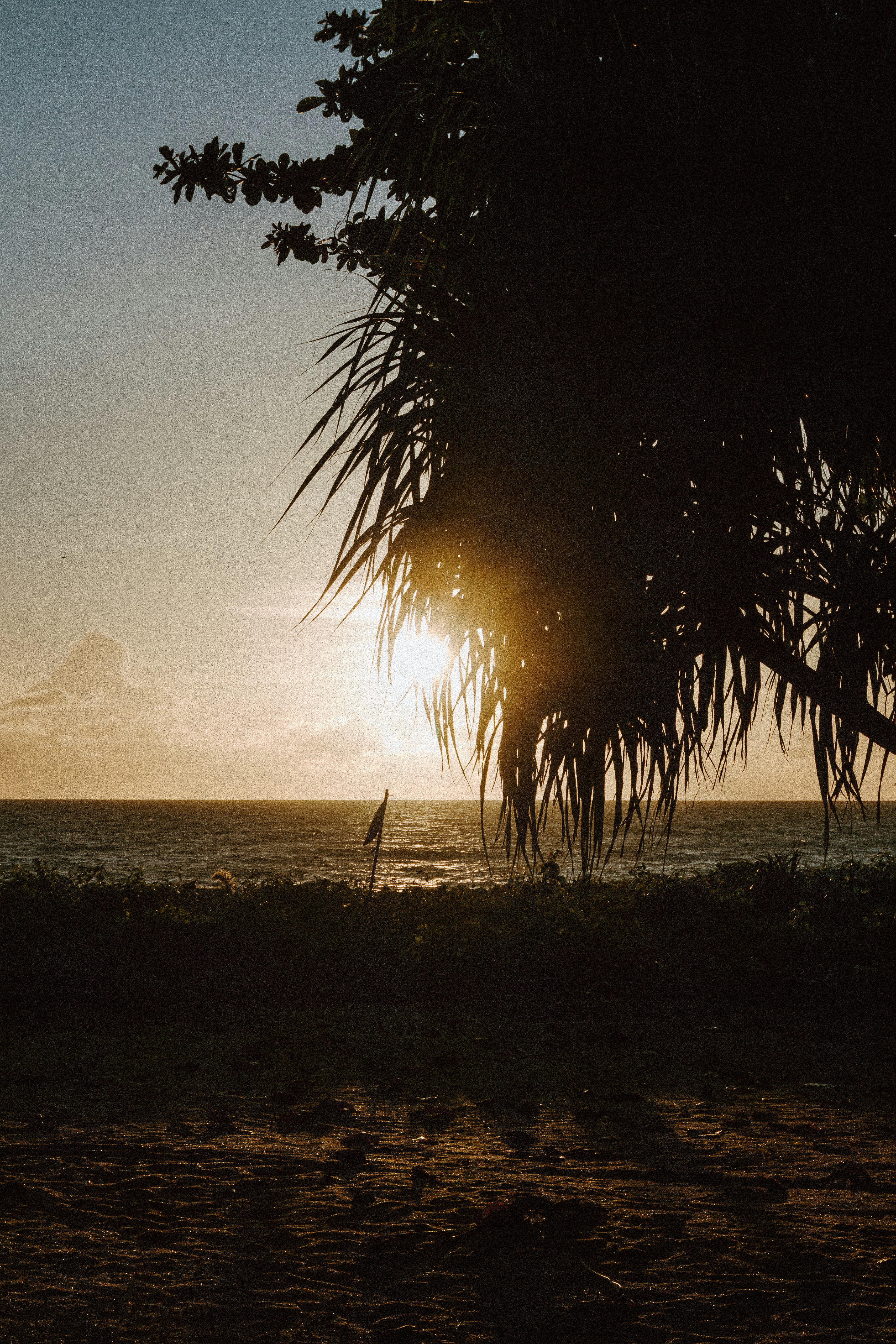 Sunlit Edge: A Silhouette by the Pacific Shore