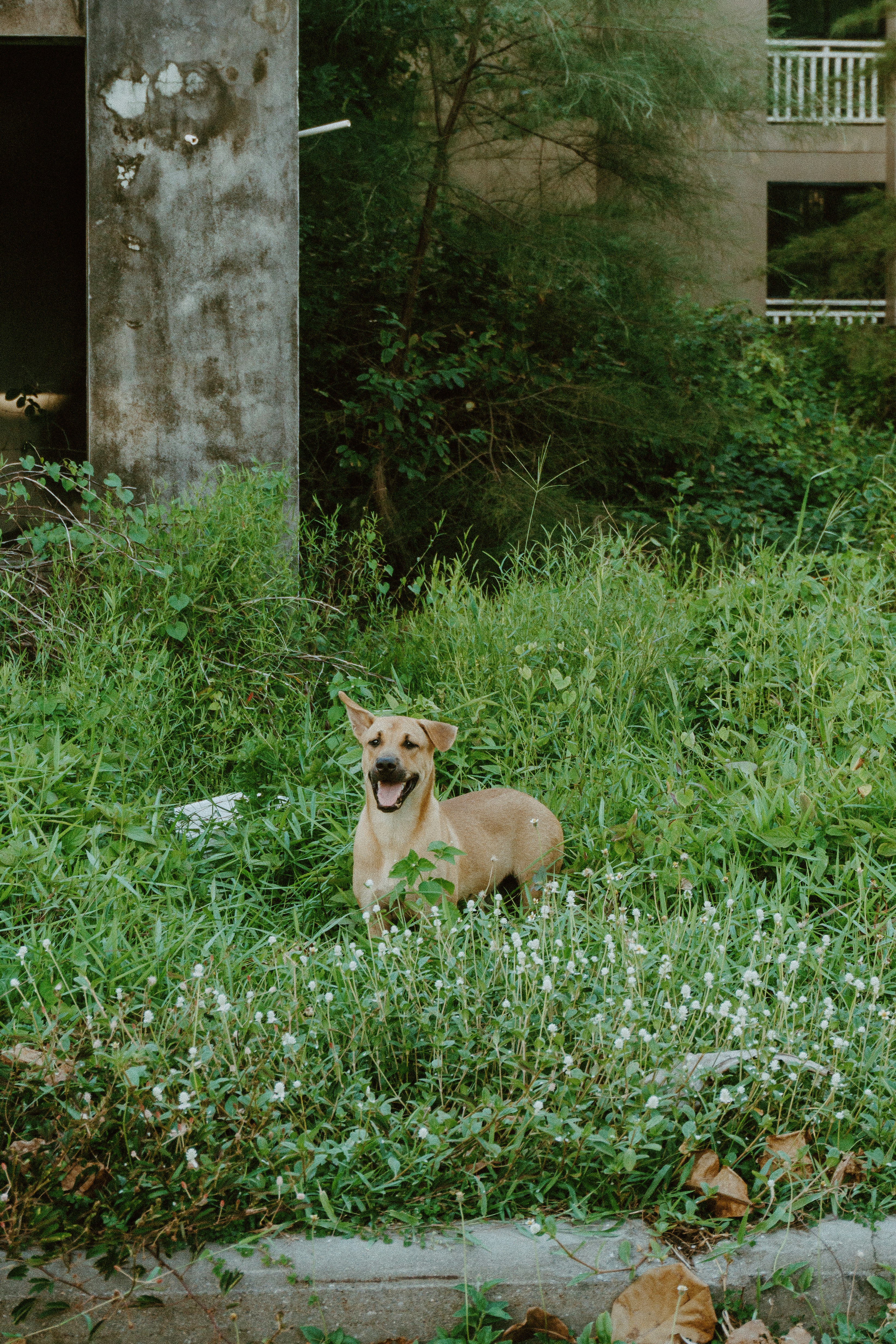 Sunlit Scout: A Small Dog Amid Wild Urban Greenery