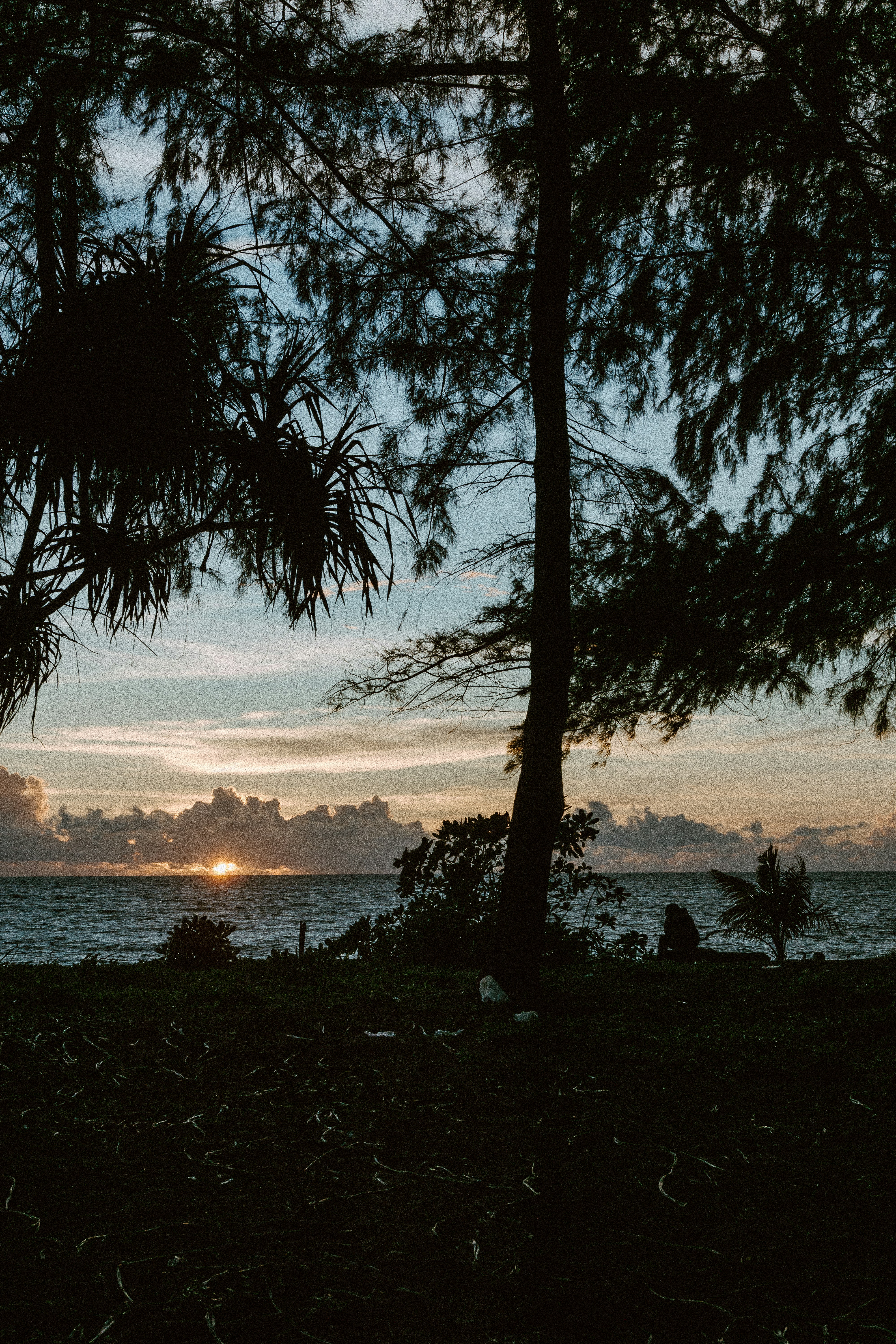 Sunlit Edge: Silhouetted Trees Framing a Seaside Sunset
