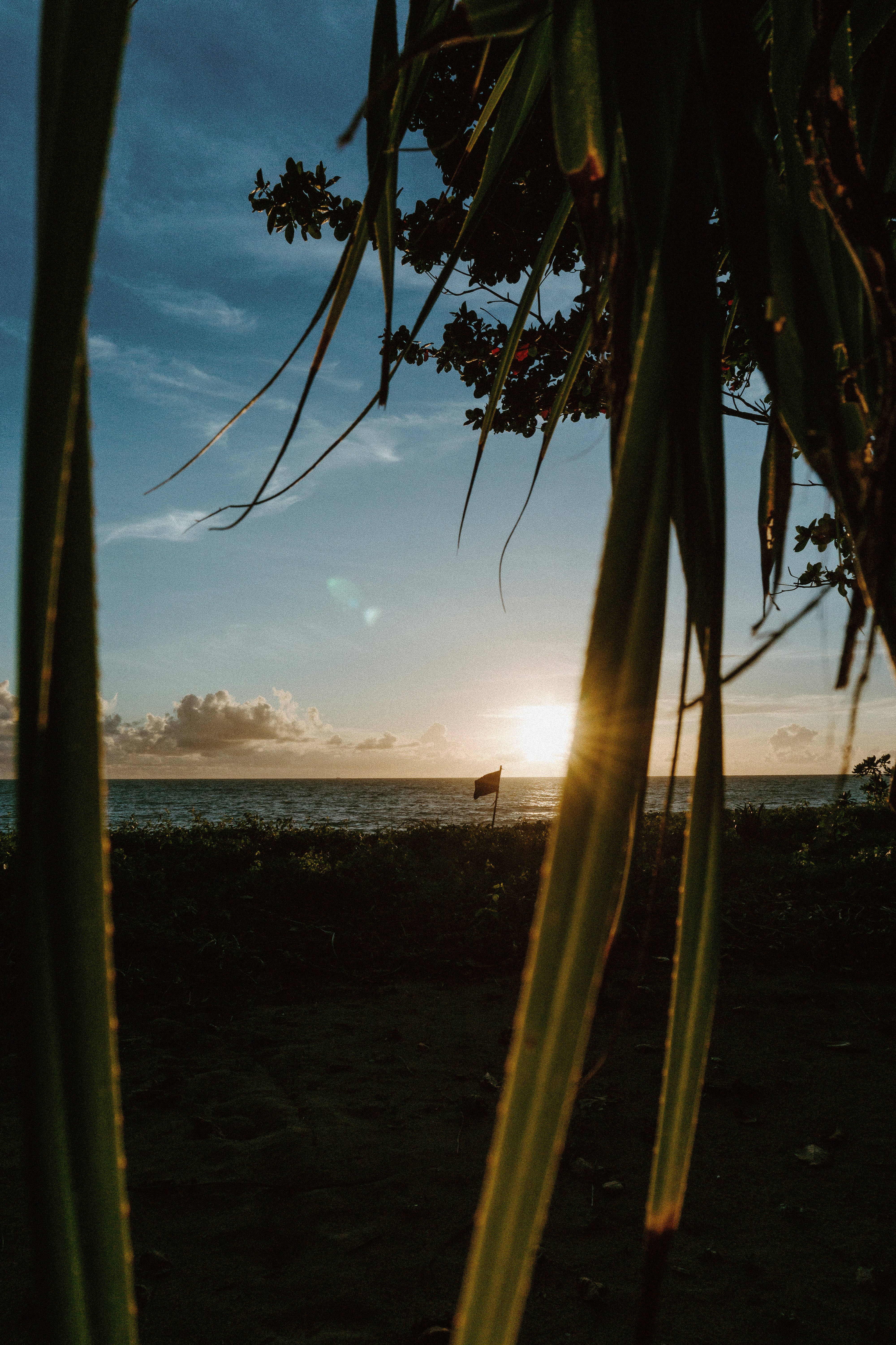 Sunlit horizon through hanging palm fronds at dusk