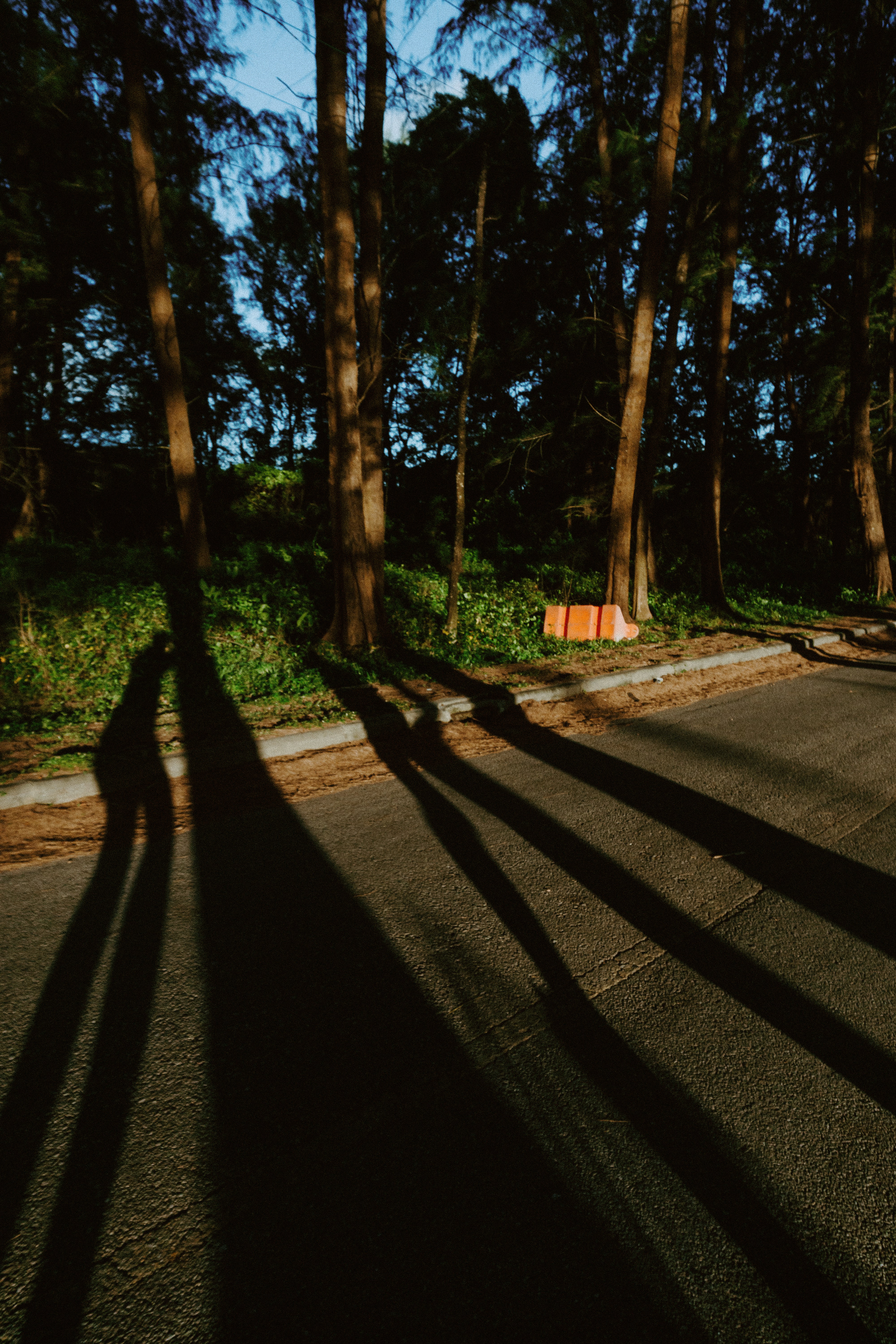 Shadows on the Road: Long-Locust Silhouettes under Pine Canopy