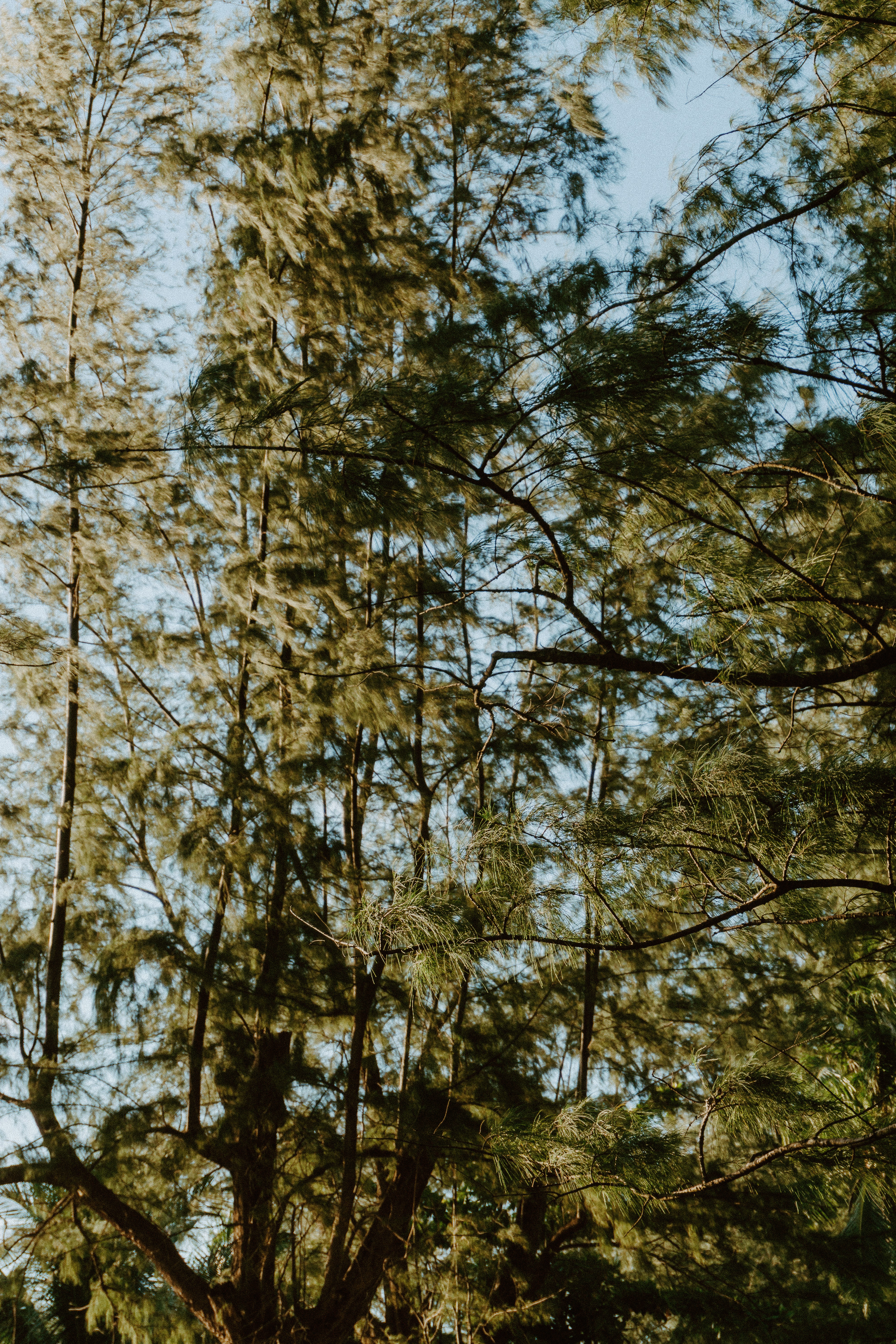 Branches Reaching Toward Sky: A Canopy Scene