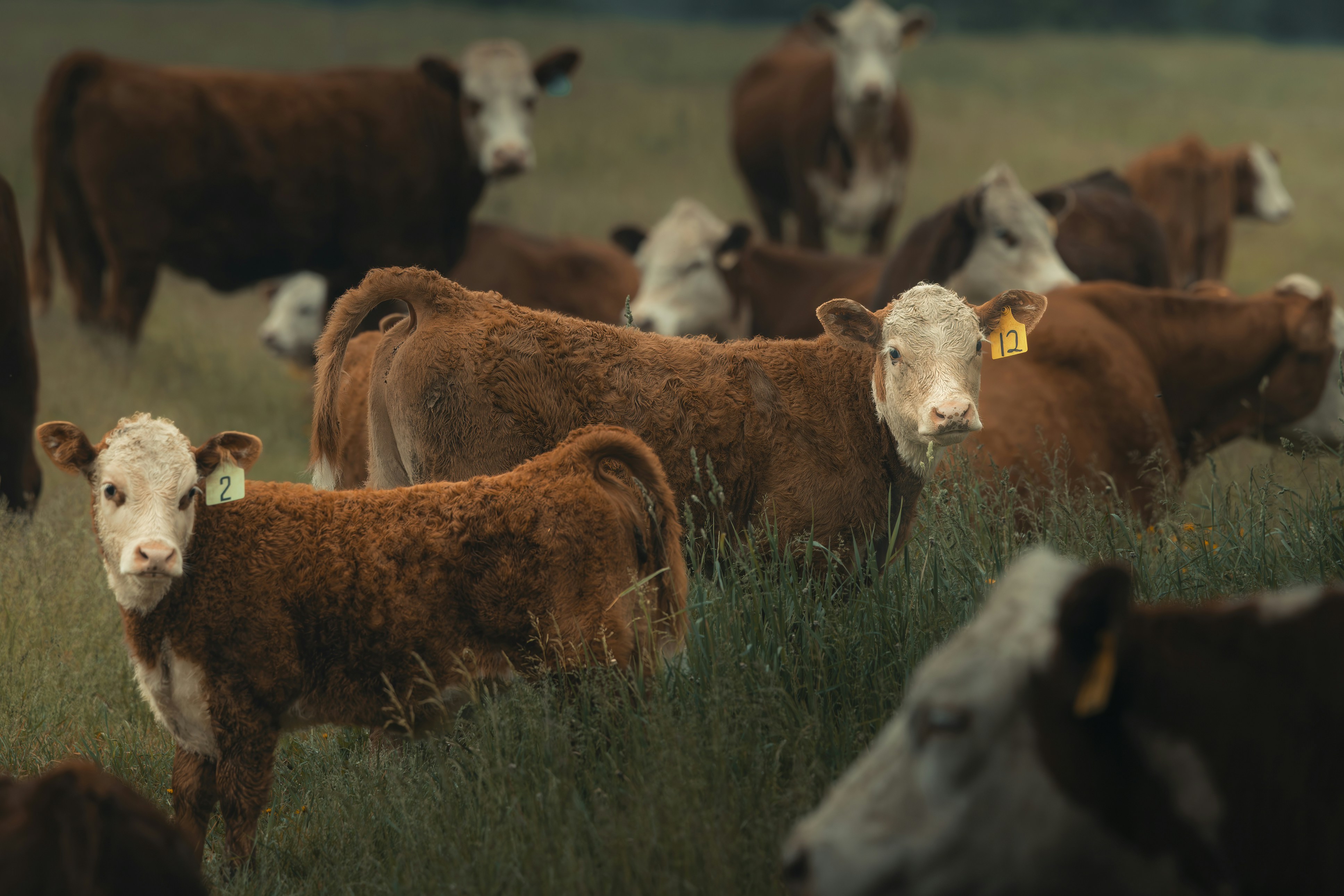 Cattle herd grazing in a sunlit pasture with a warm, dusky backdrop; a few cows in foreground with ear tags add a sense of depth and scale.