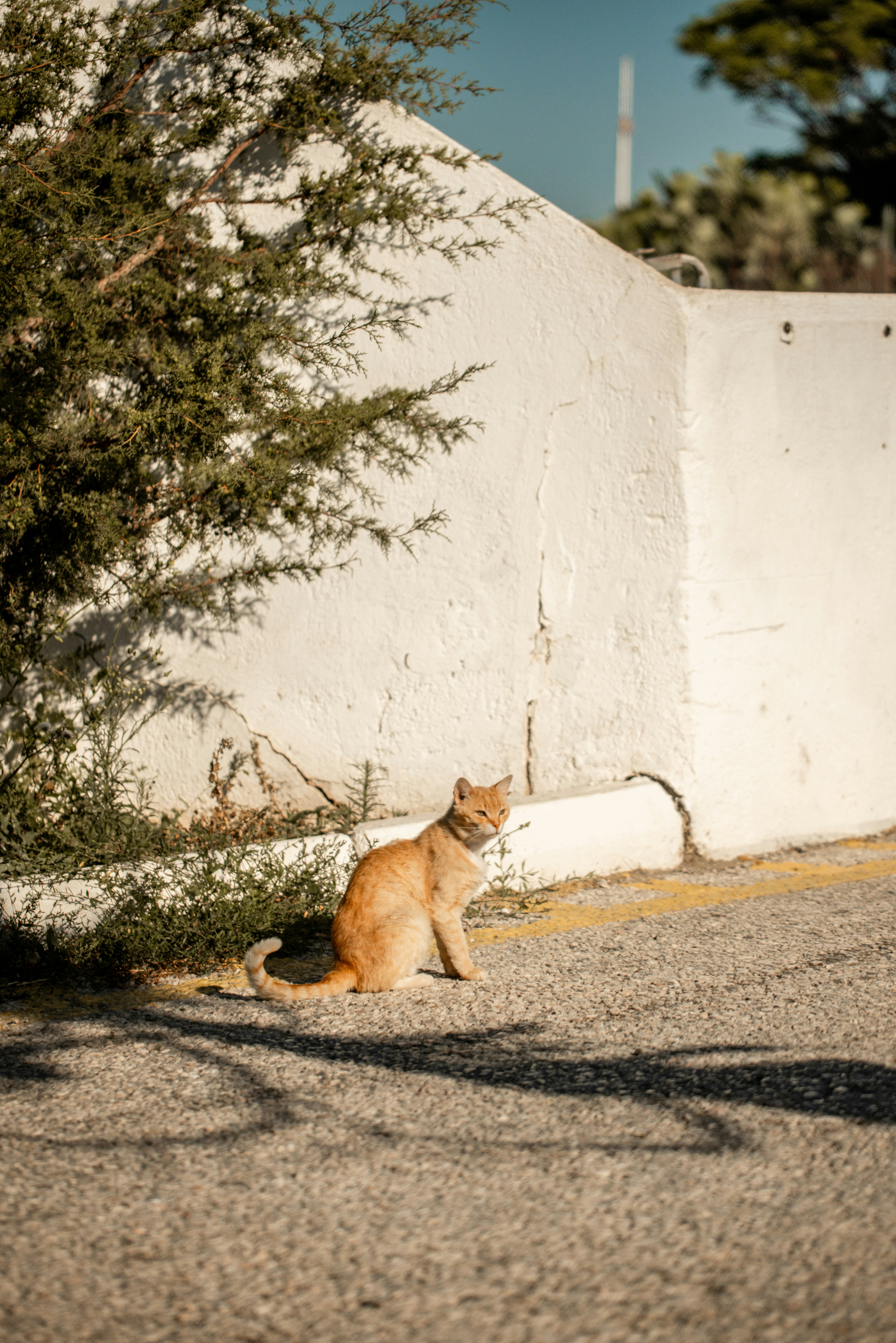 Sunlit Feline Against Whitewashed Wall