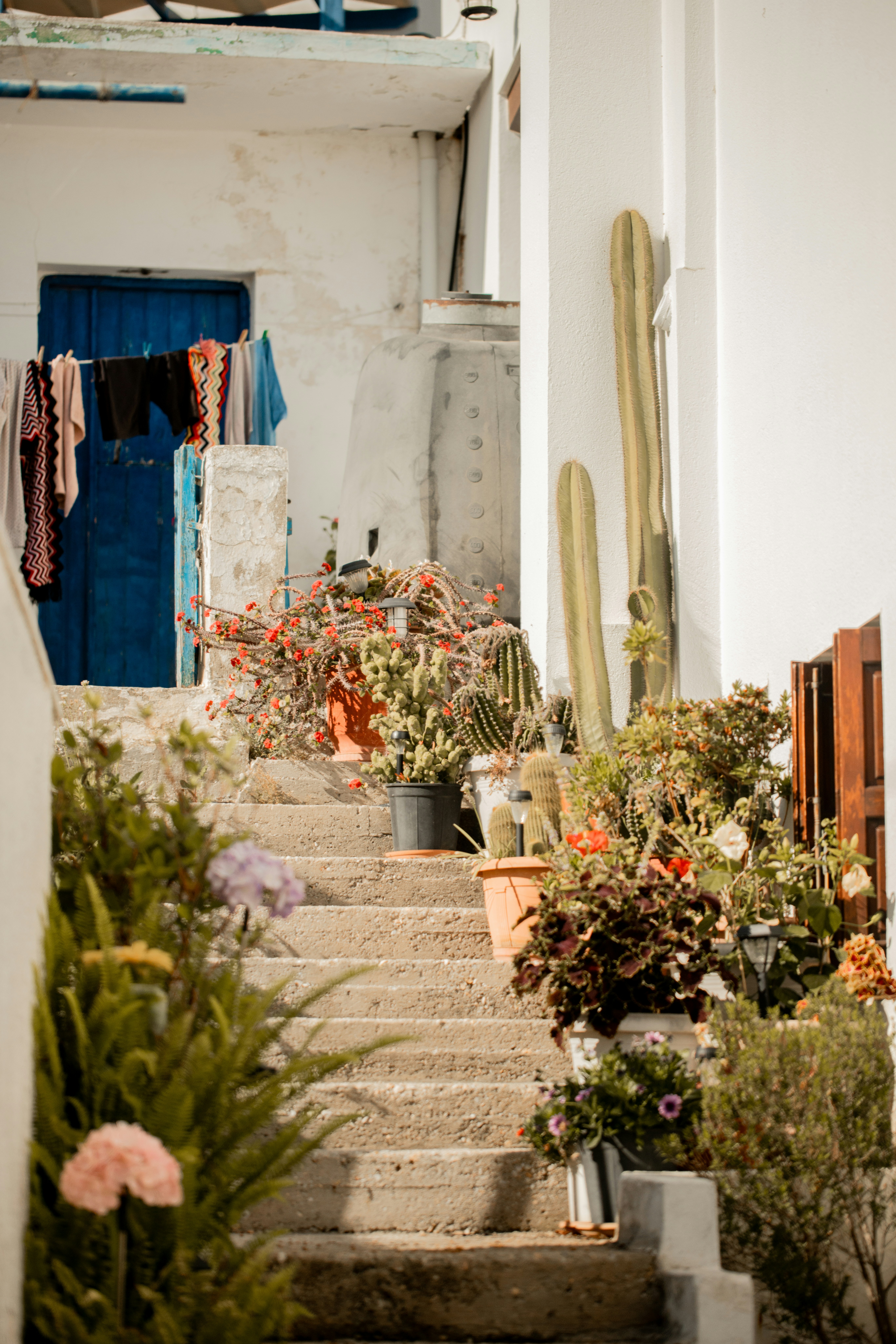 Cascading potted life along sunlit stairs to a blue doorway