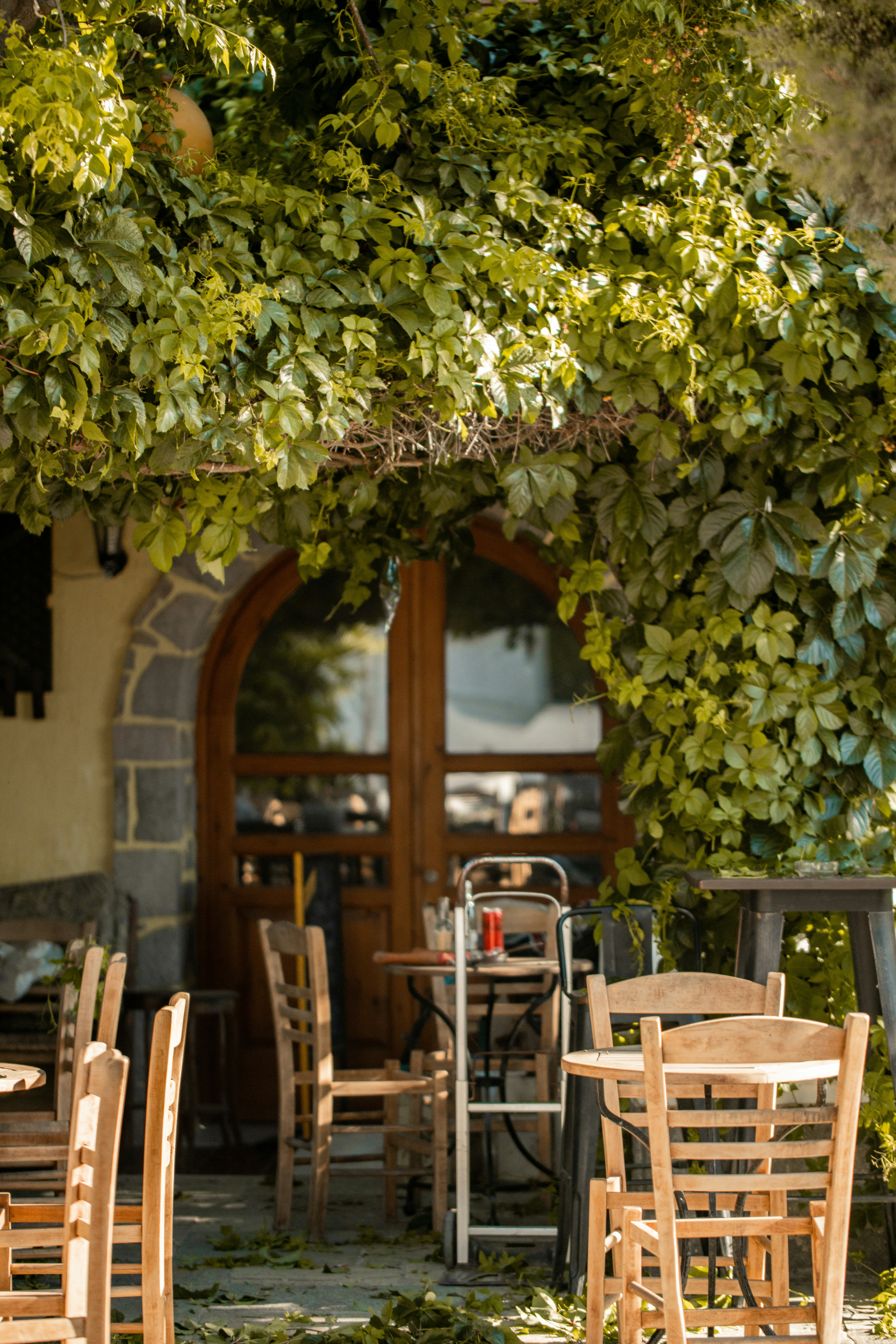 Archway of Greenery: A Sunlit Café Quietly Open Beneath Vines