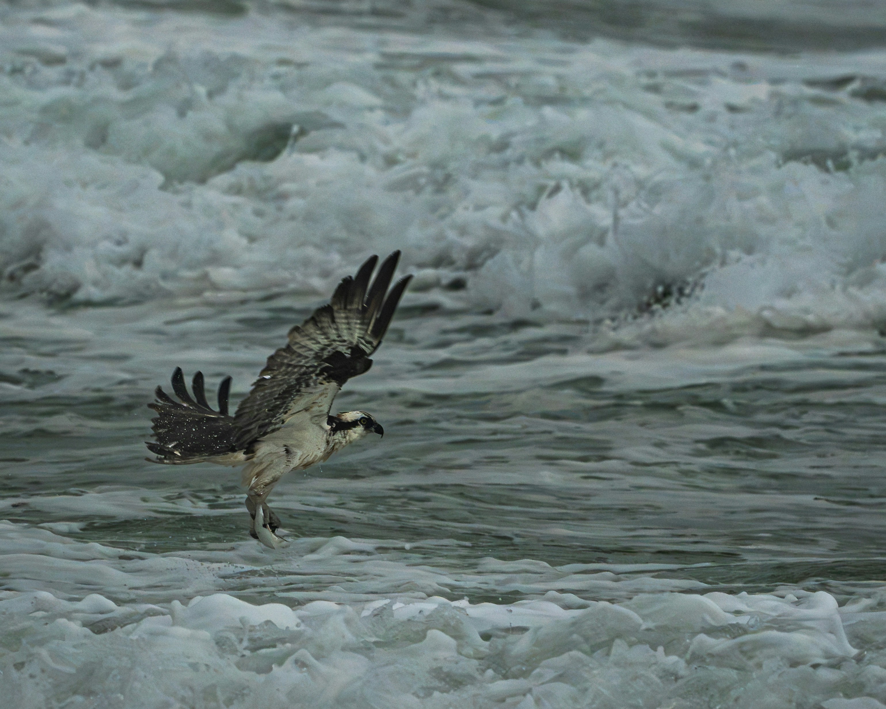 Raptor of the Ice: Flight Beginning Over Tidal Whitecaps