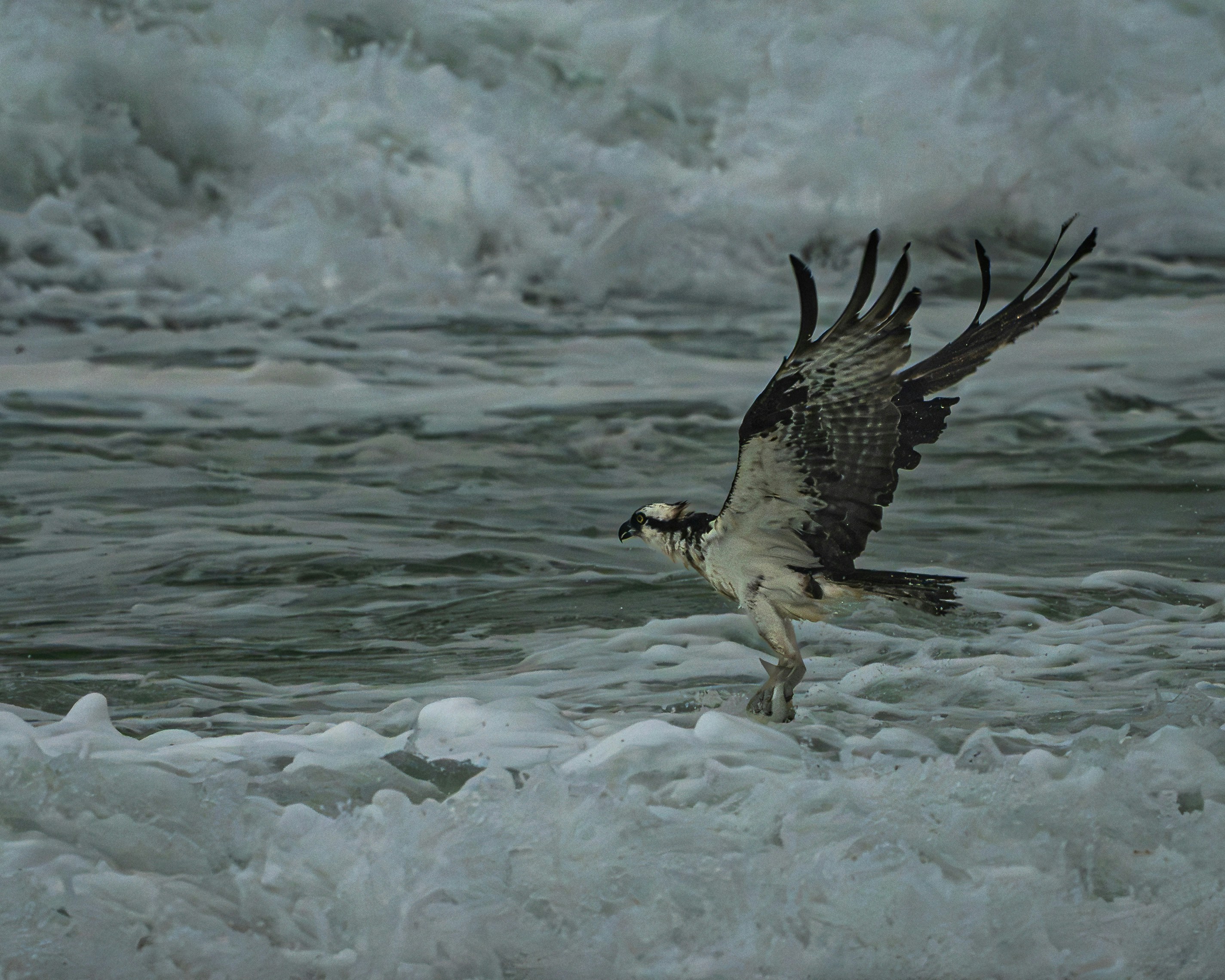 Raptor Over Waves: A Seaborne Takeoff