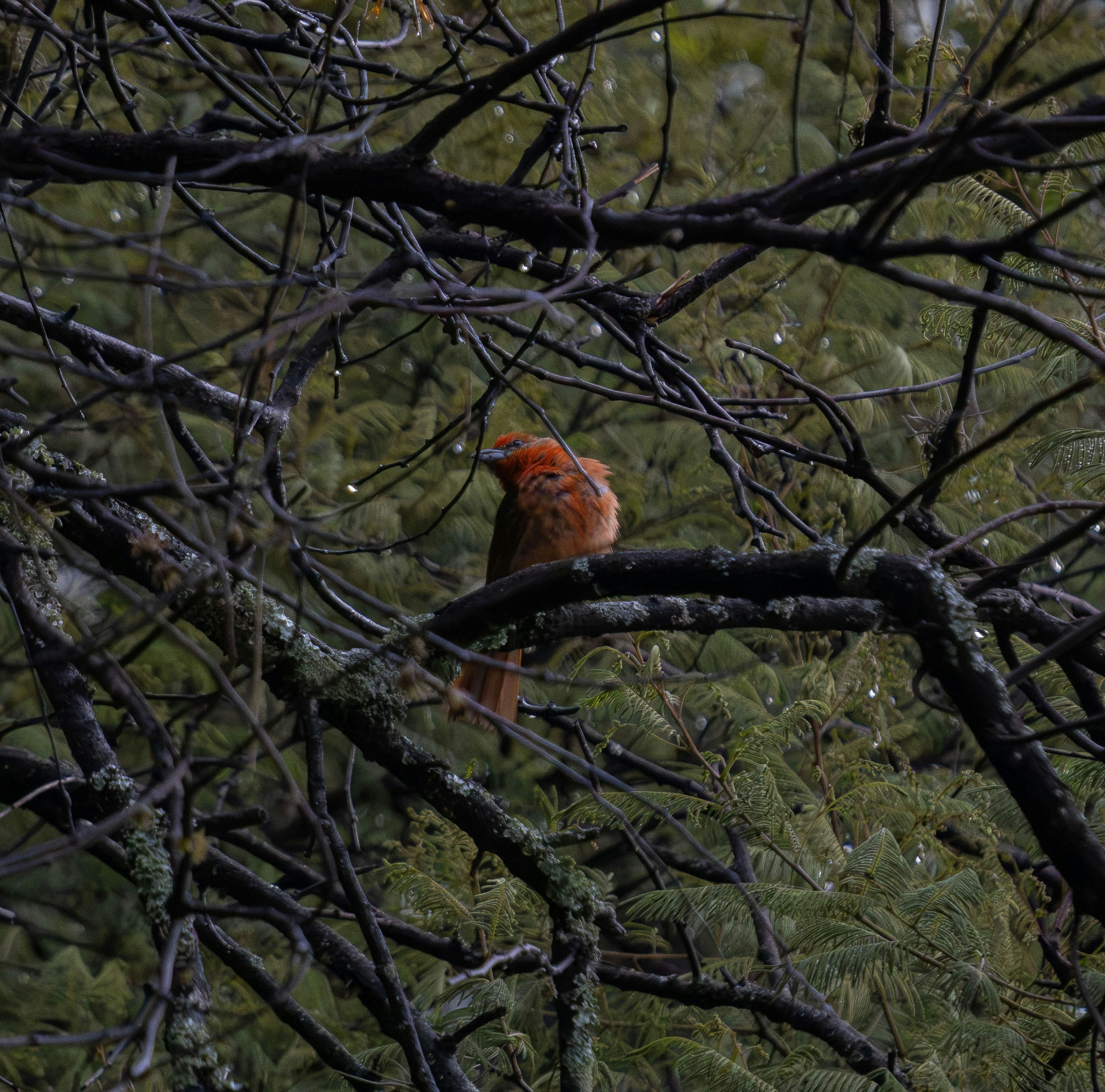 Scarlet Ember: A Cardinal's Quiet Moment in a Tangle of Branches
