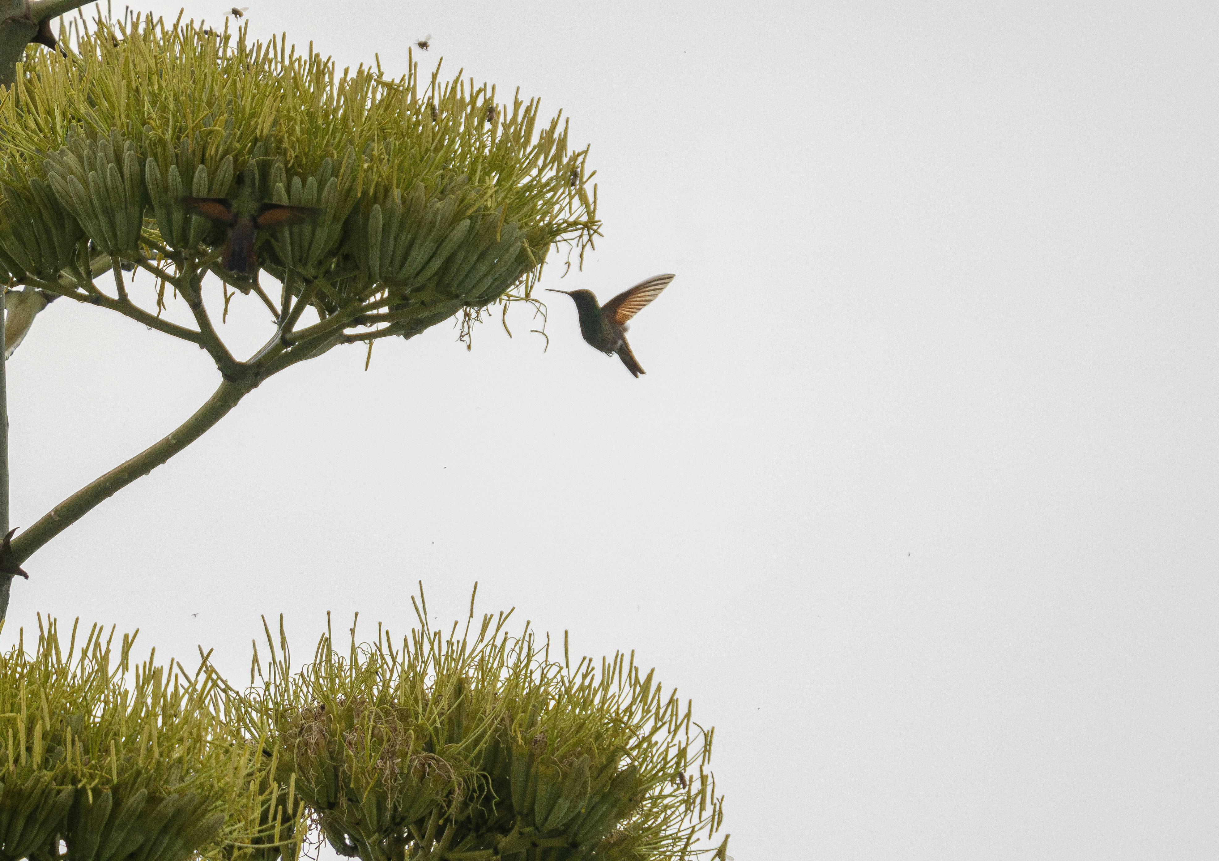 Hummingbird in Flight Near Sculpted Citrus-Lized Canopies