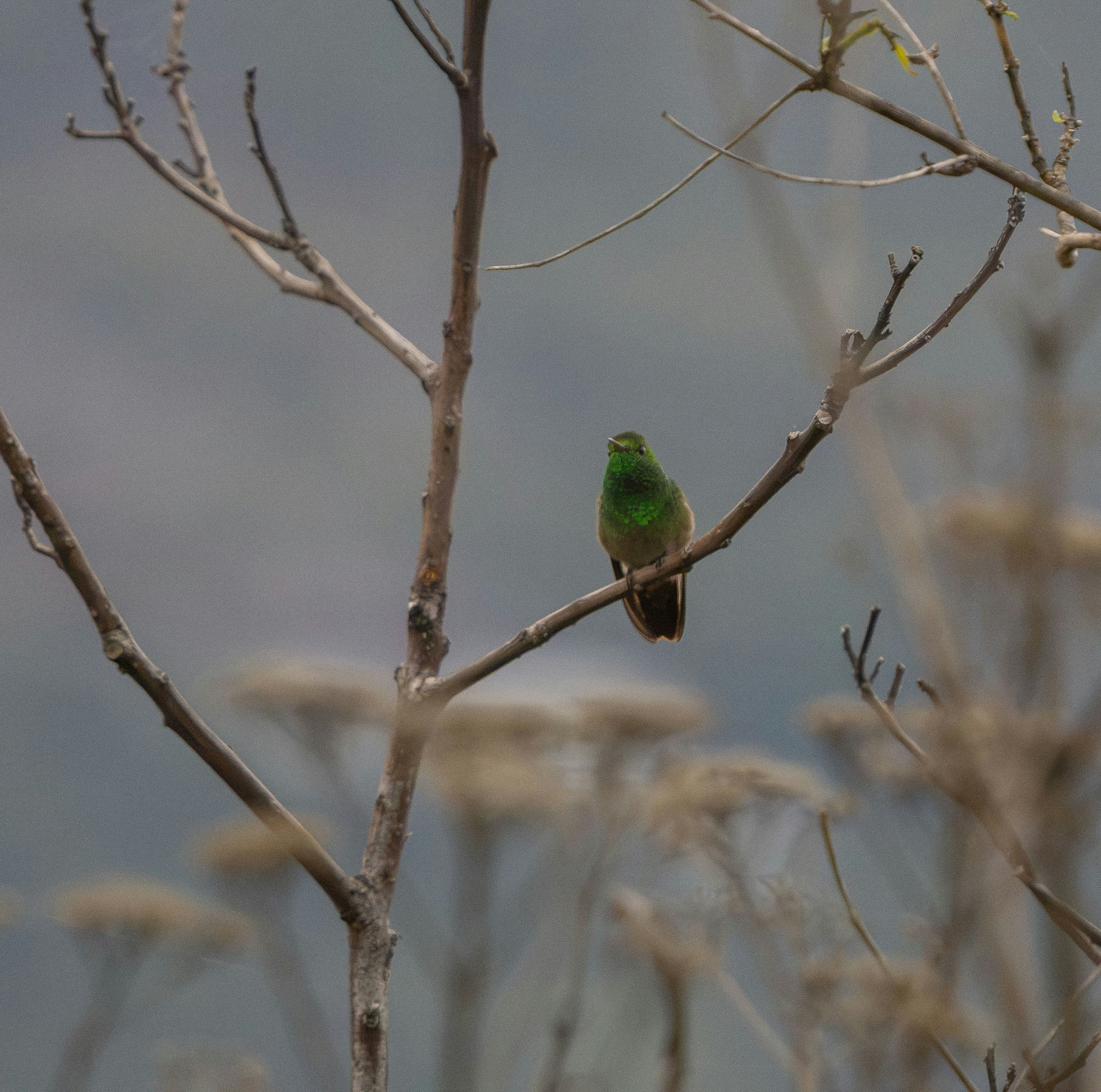 Emerald Bee-Eater on a Bare Branch Against Hazy Field