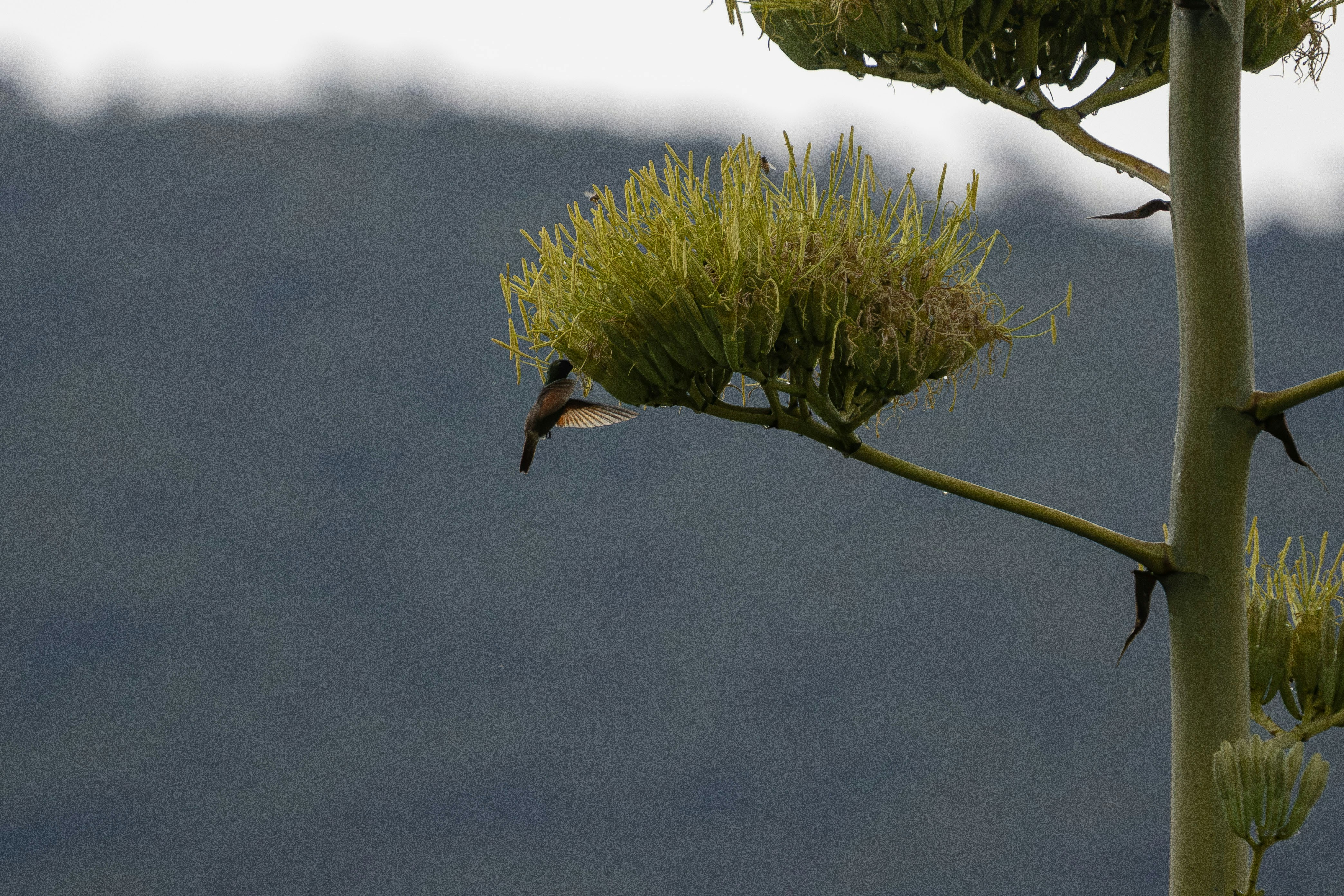 A small bird feeding on a yellow-green agave flower.