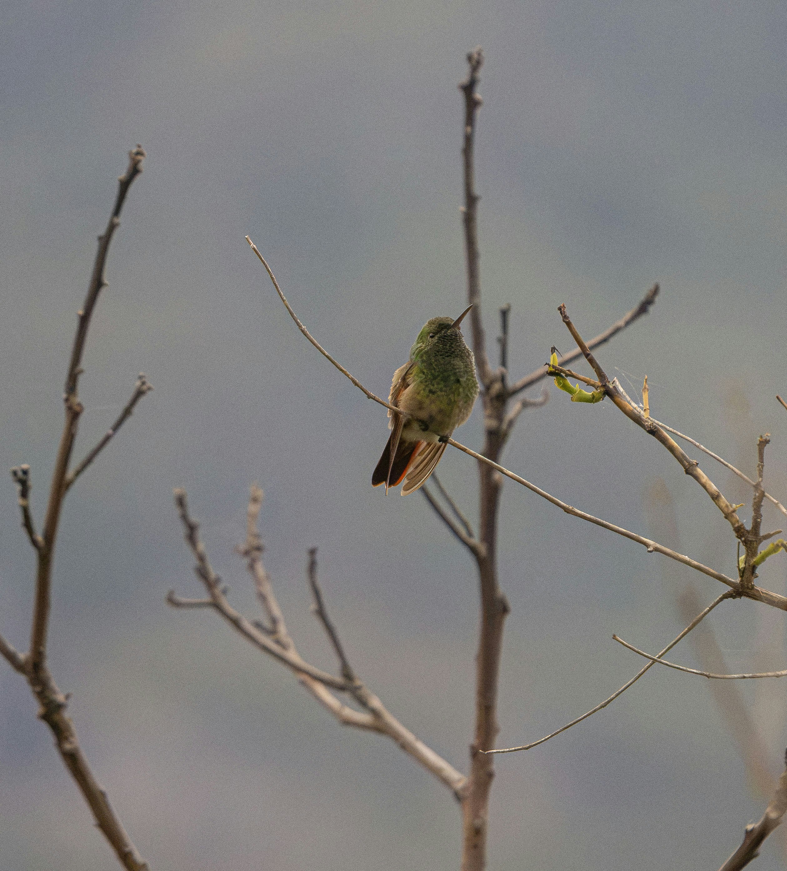 Verdant-Backlit Hummingbird Perched on Bare Branches