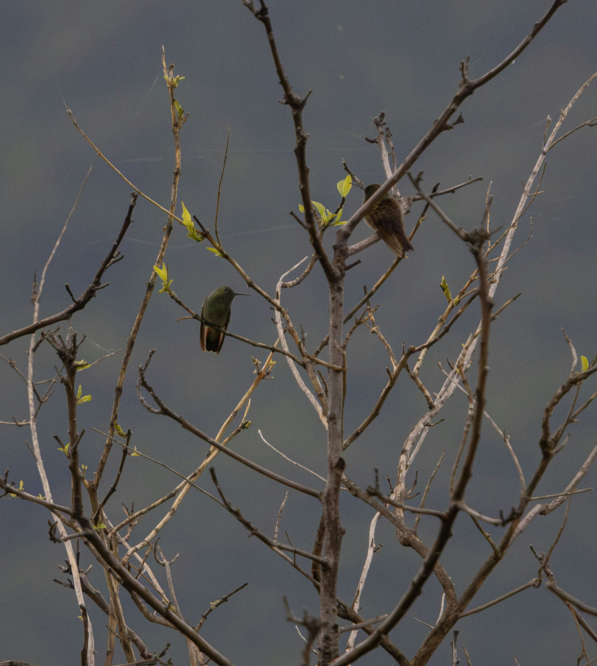 Two birds perched on bare tree branches with new leaves.