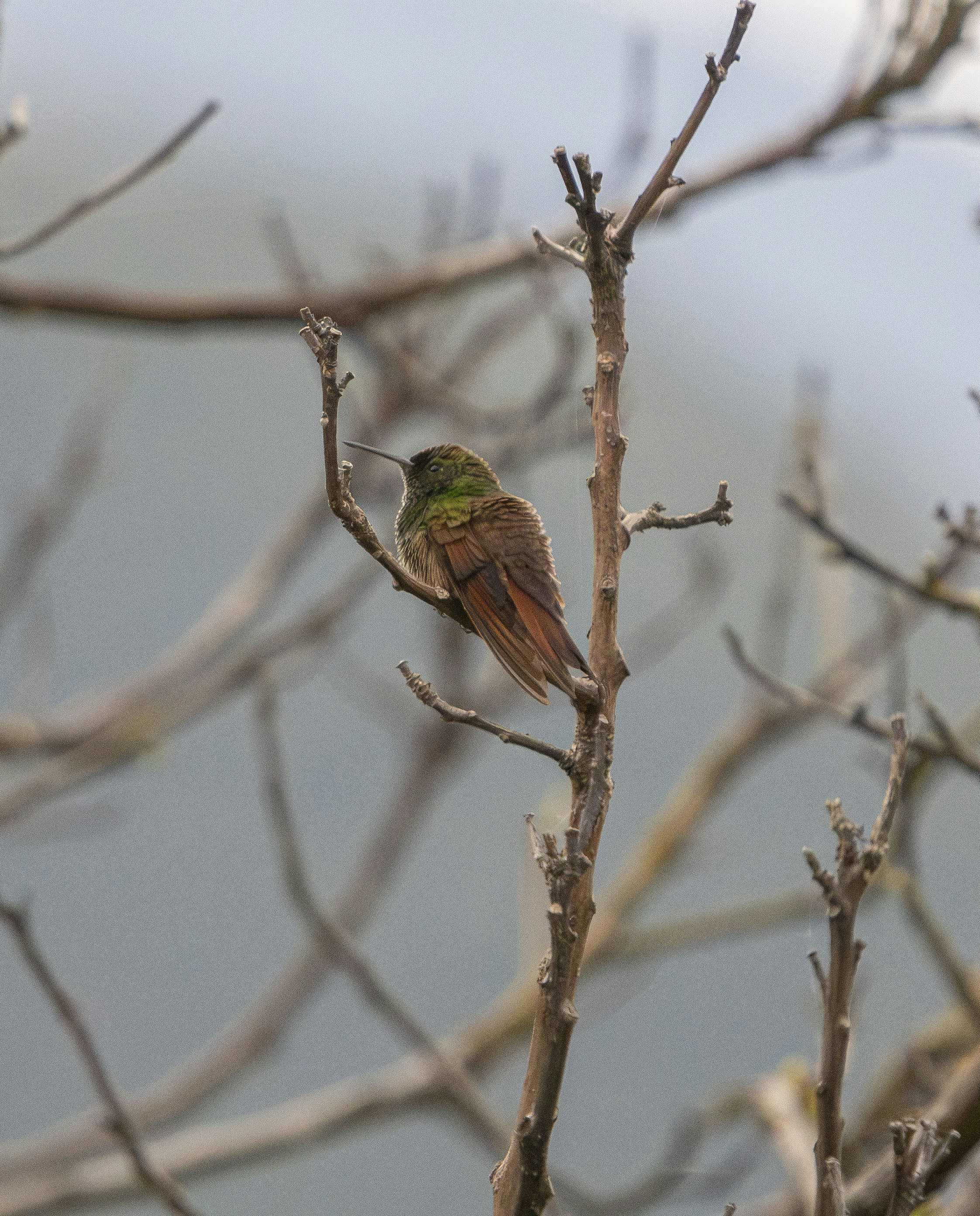 Tiny Greenish Perch: Hummingbird Amid Bare Branches