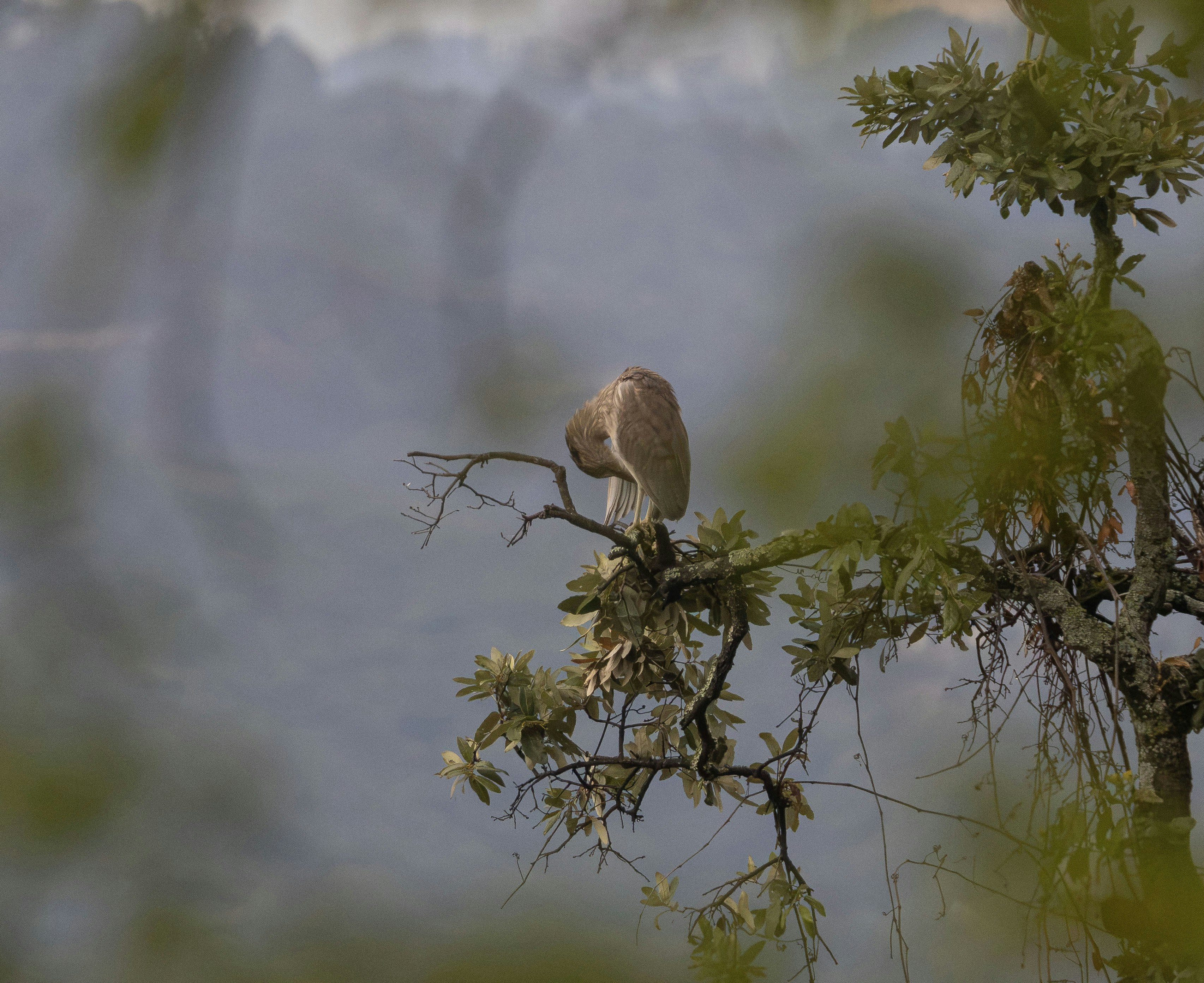 Perched Heron Amid Branches: a Quiet Moment in the Pines