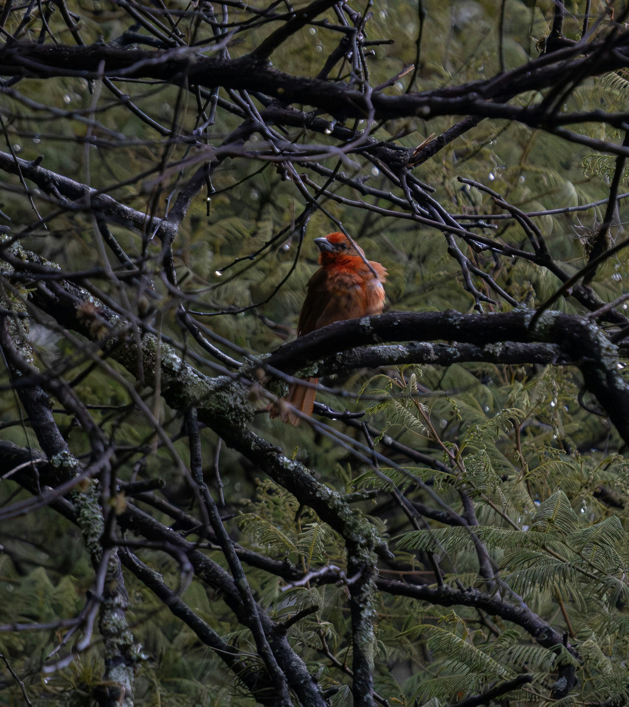 Robin in the Tangle: A Scarlet Highlight Among Moss and Branches