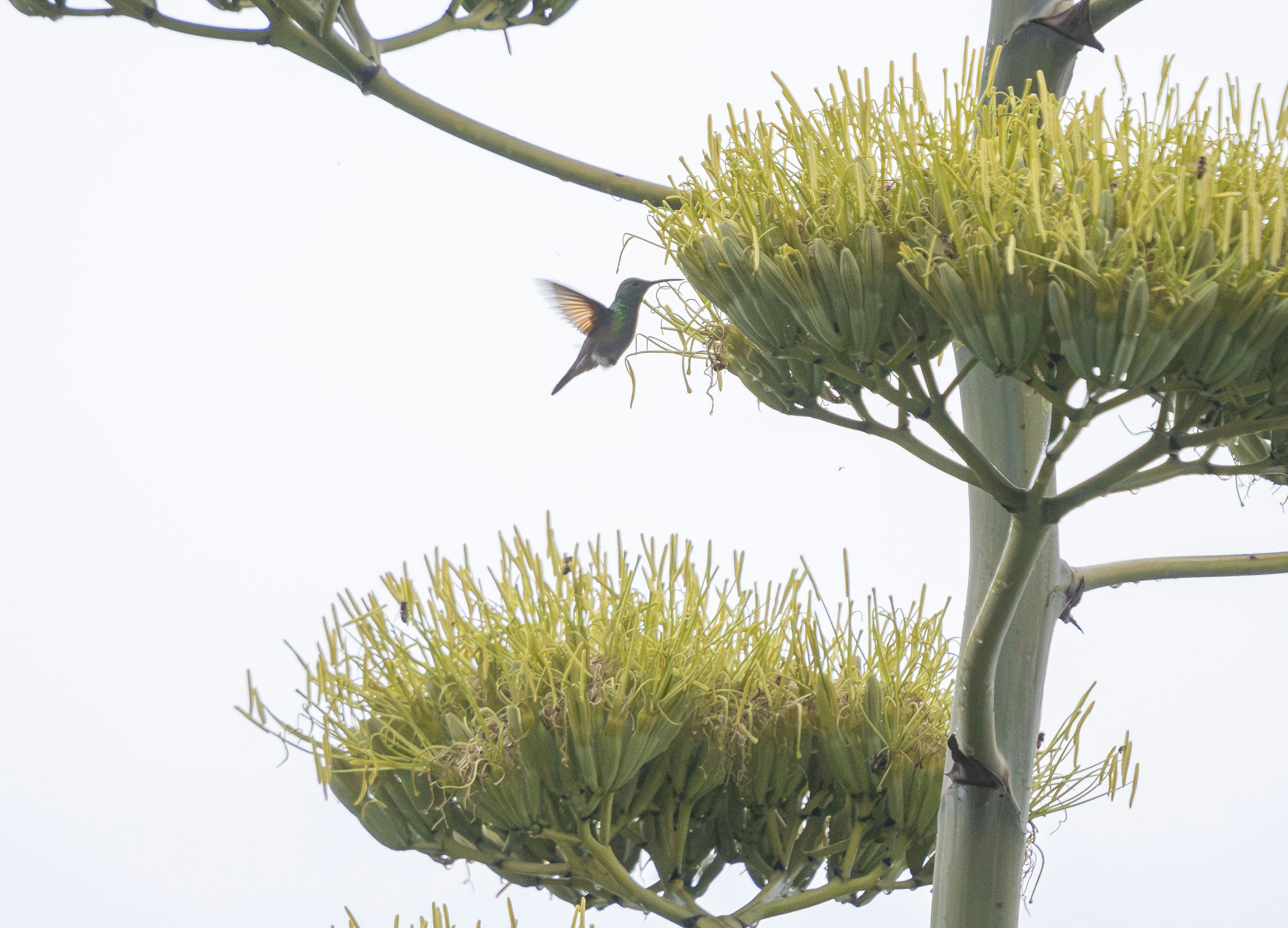 High Branches, Grounded Nectar: A Hummingbird in Transit