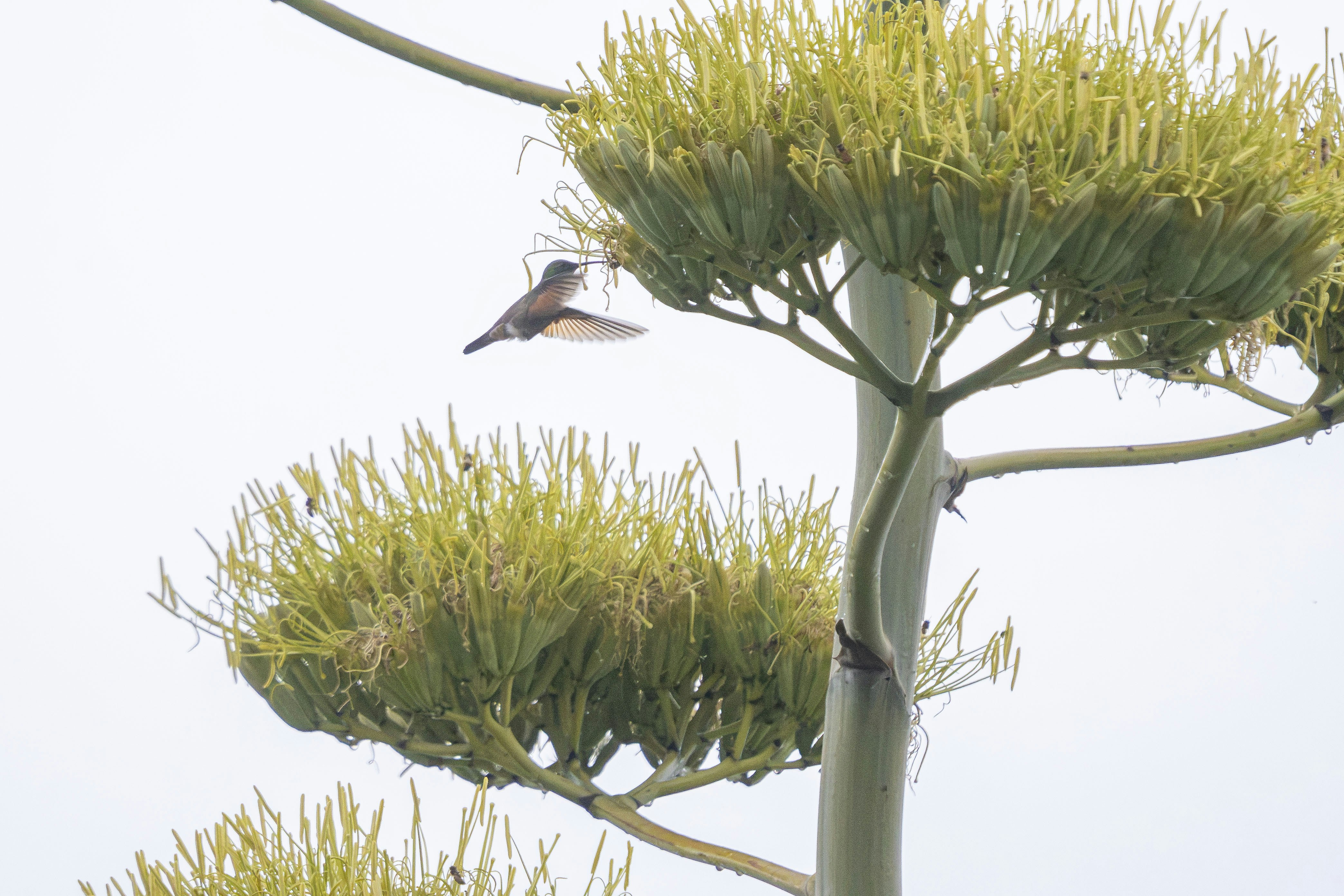 Winged Hummingbird in the Desert Bloom