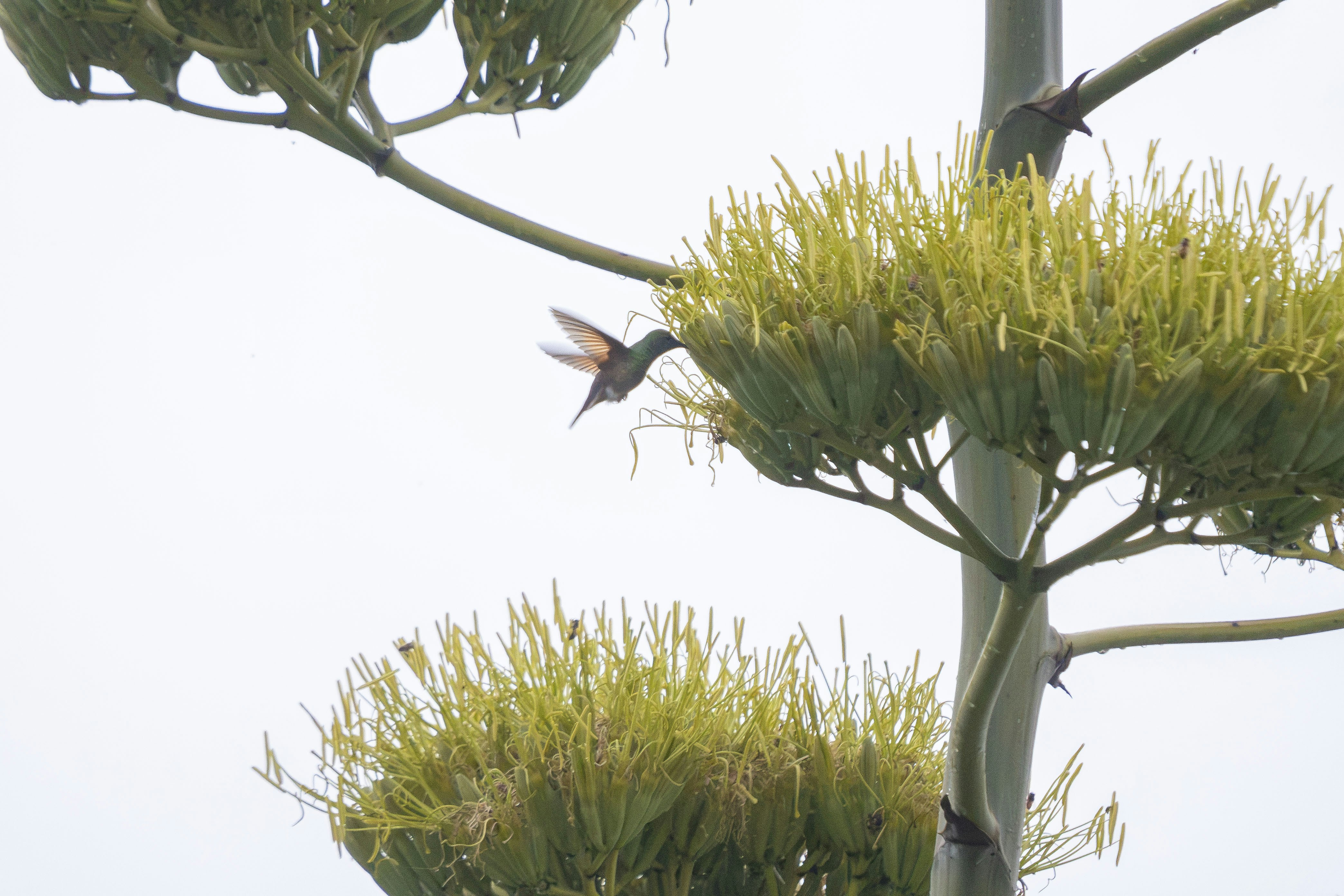 Hummingbird in Flight Near Crowned Floral Arms