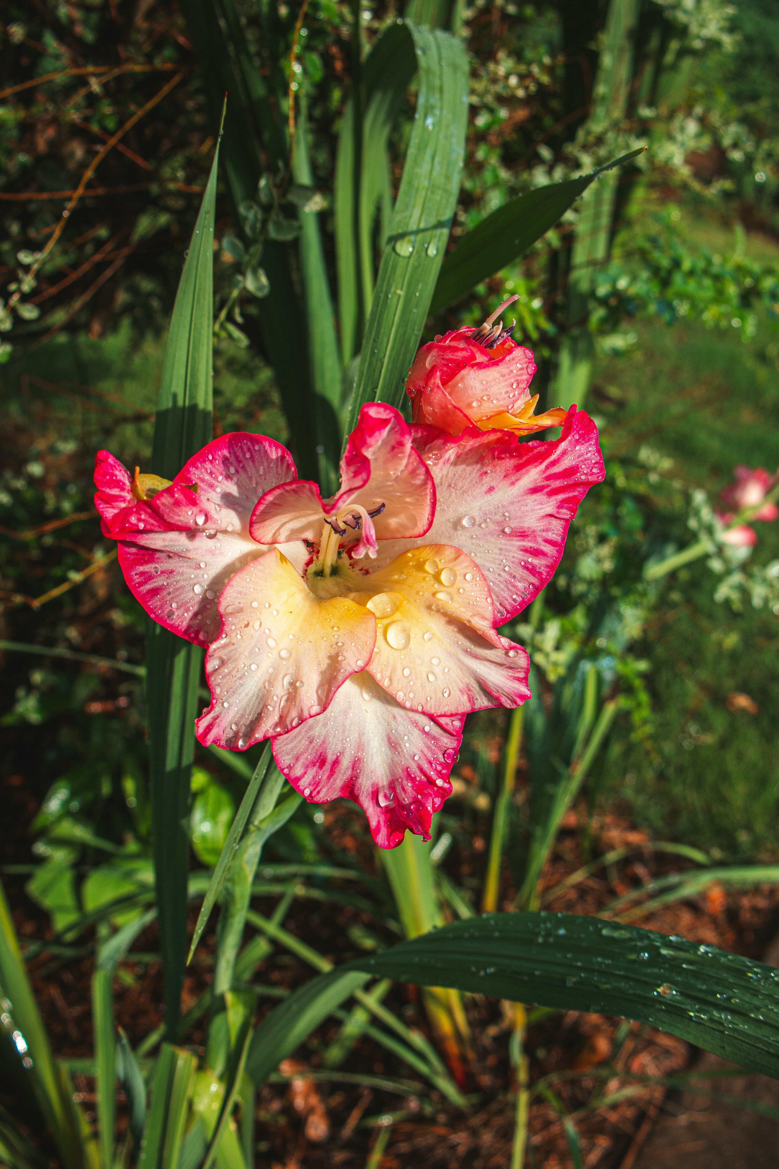 Pink-edged Gladiolus Glow: Dew-Kissed Flower in a Lush Garden