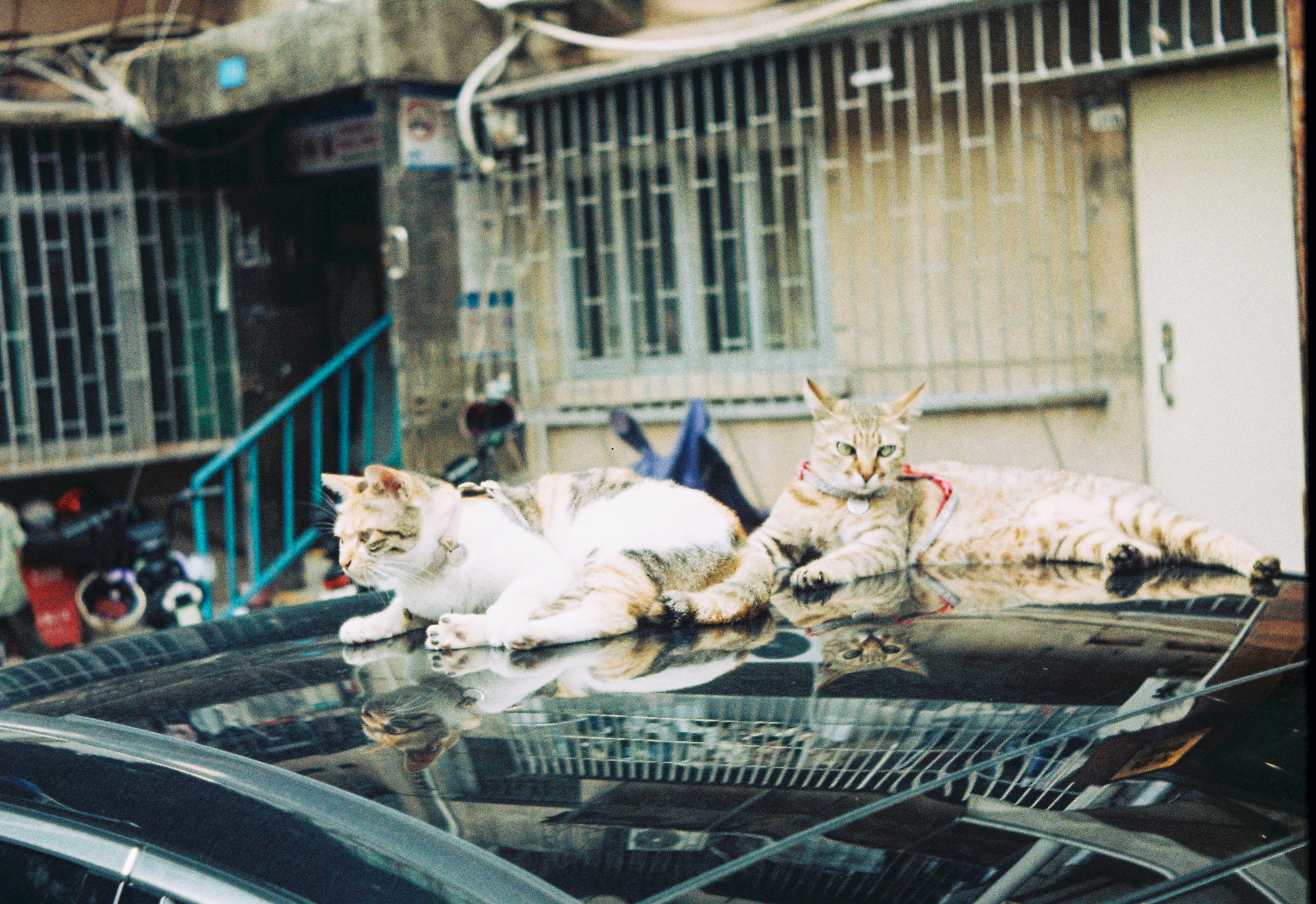 Two Cats Repose Upon a Glossy Car Roof with Urban Backdrop