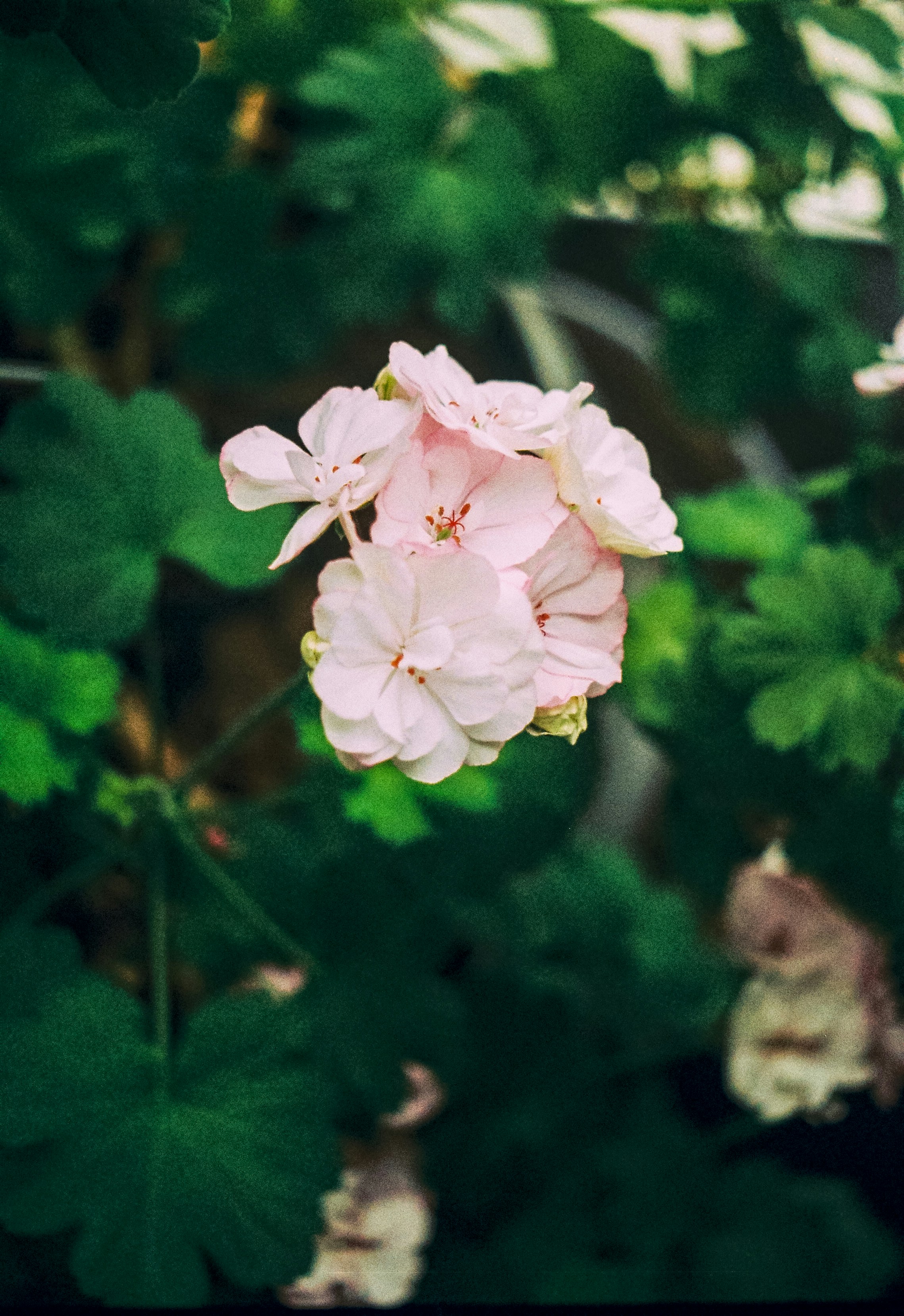 Soft Pink Hydrangea Cluster in Shade