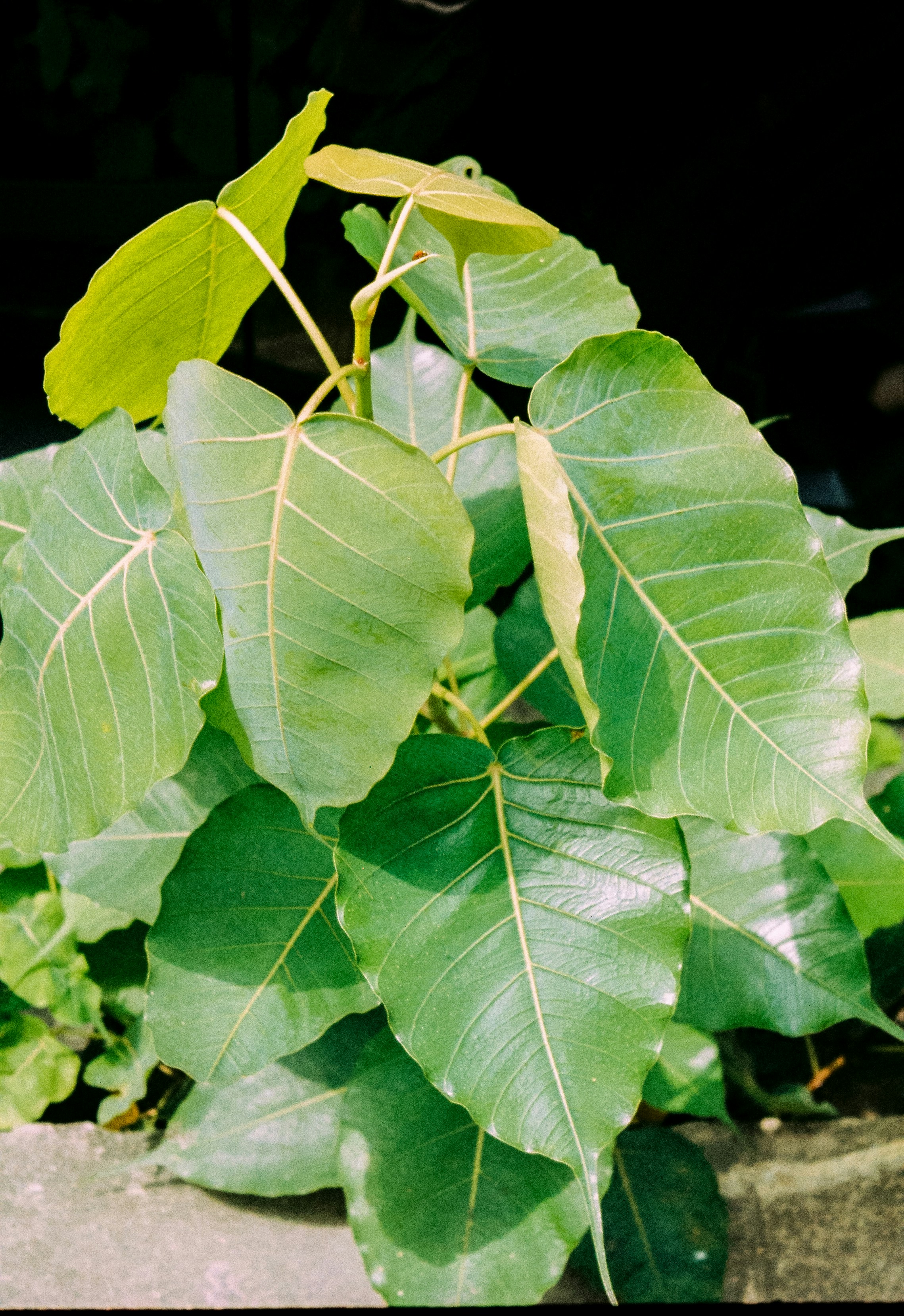 Emerald Leaves: A Closer Look at Verdant Veins