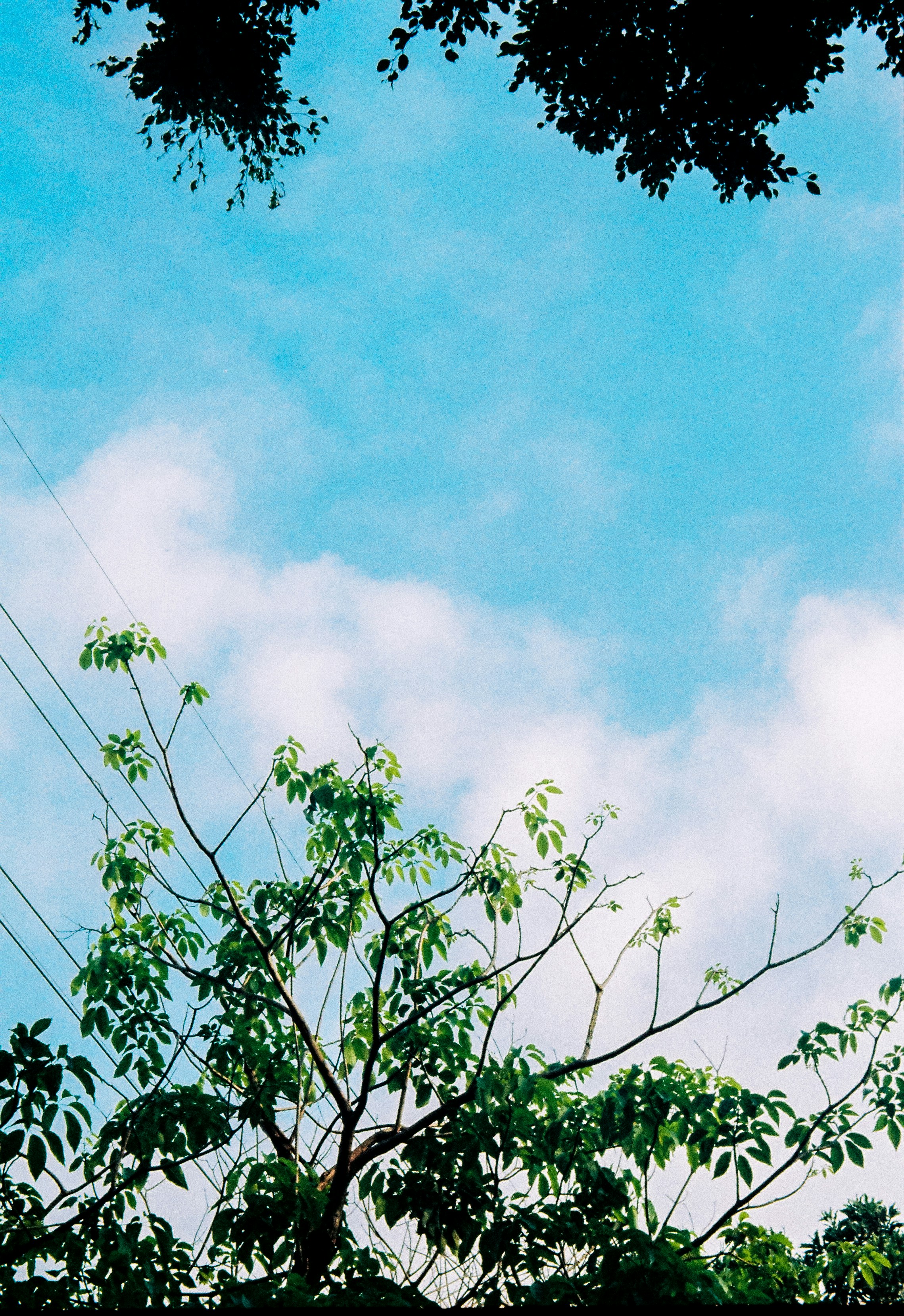 Skyward Canopy: Branches Reaching Through a Bright Blue Afternoon