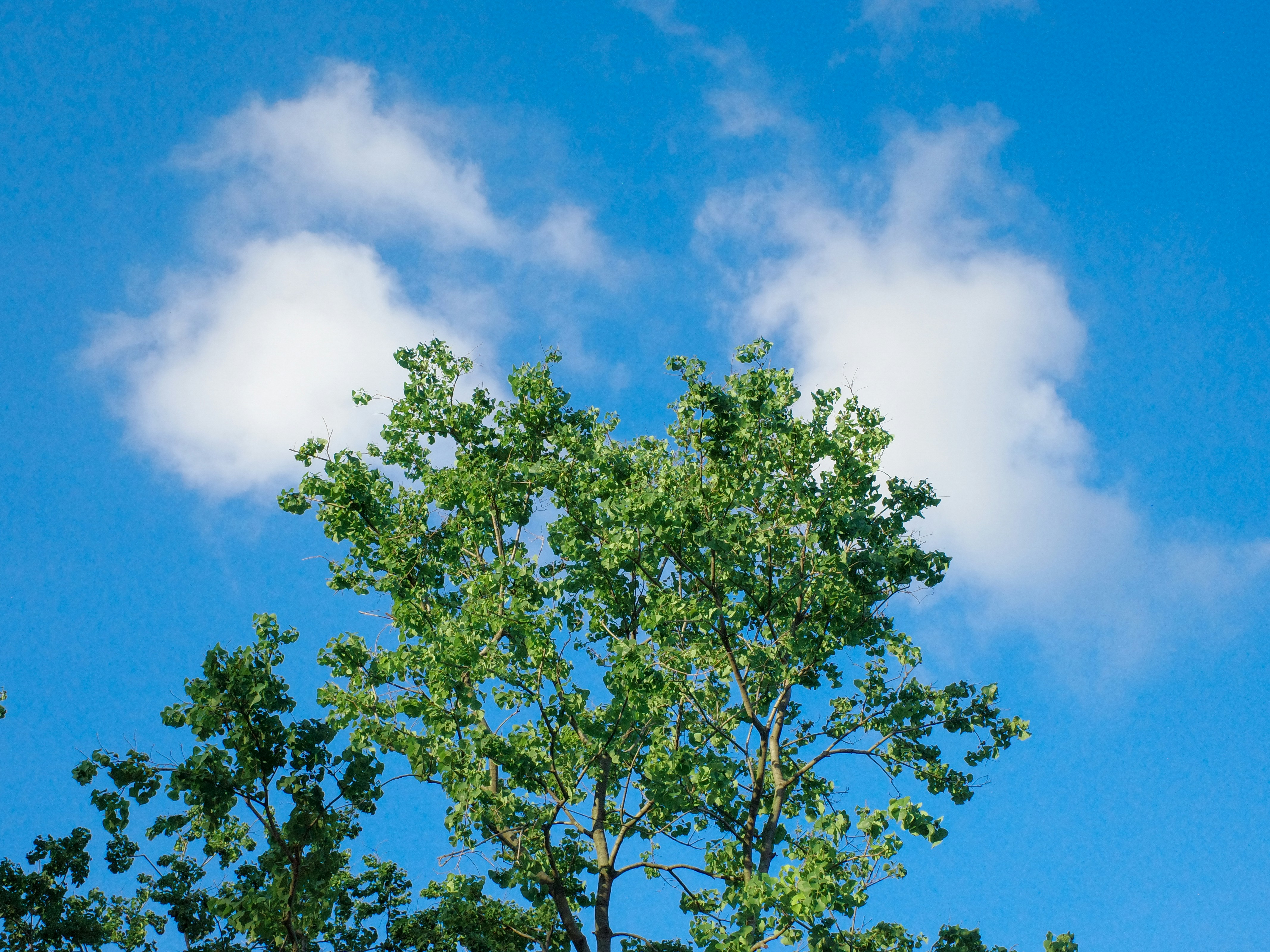 Tall tree against a vivid blue sky with a few white clouds; a close study of foliage and branches in bright daylight. Landscape scene with natural greenery.