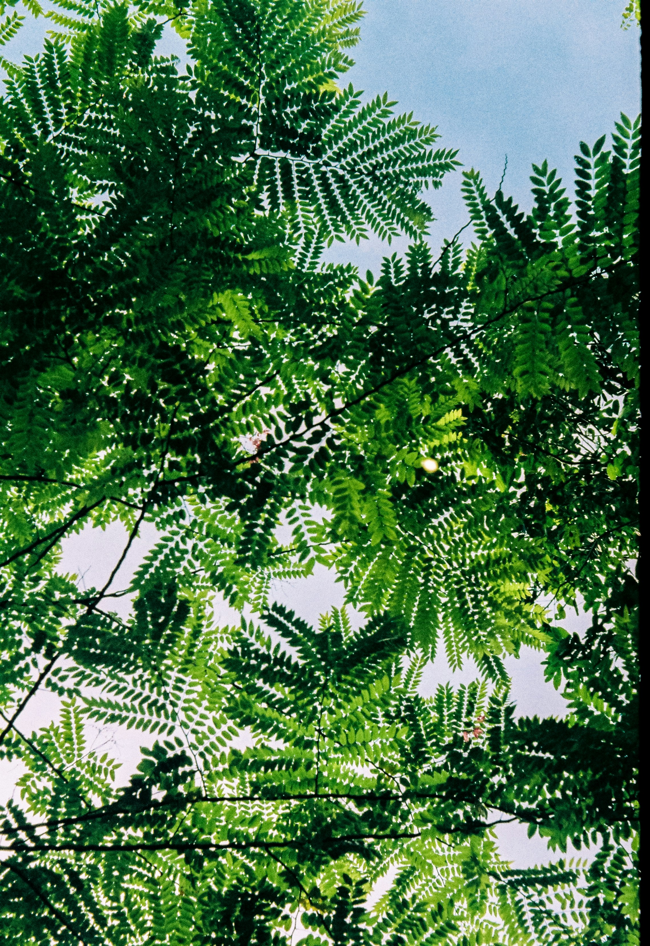 Sunlit Canopy Geometry: Fern Fronds Against a Bright Sky