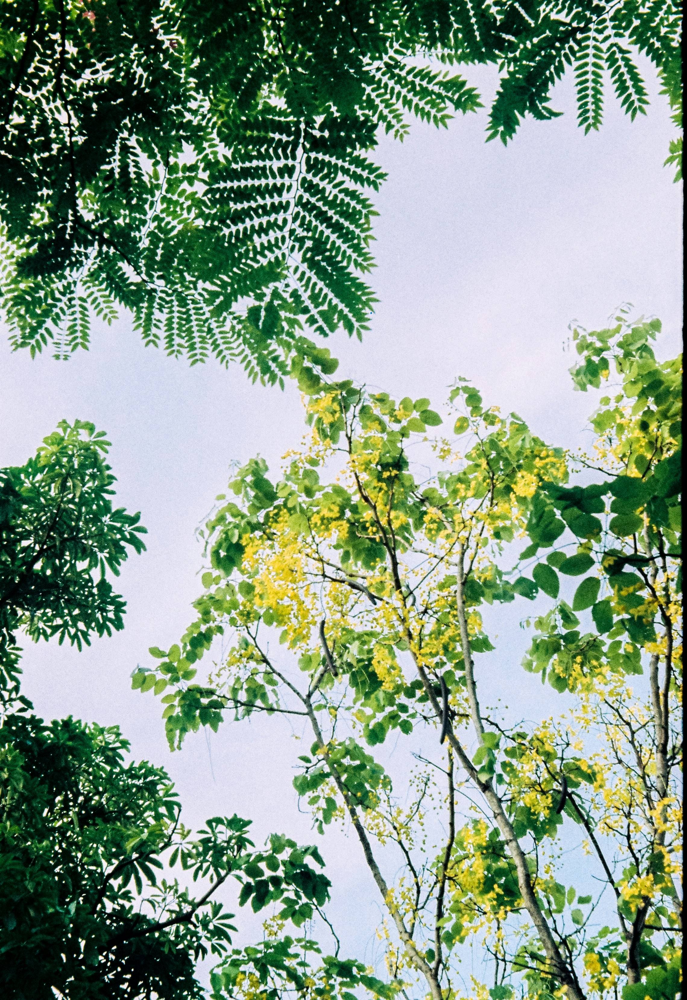 Verdant canopy framed toward the sunlit heart of spring