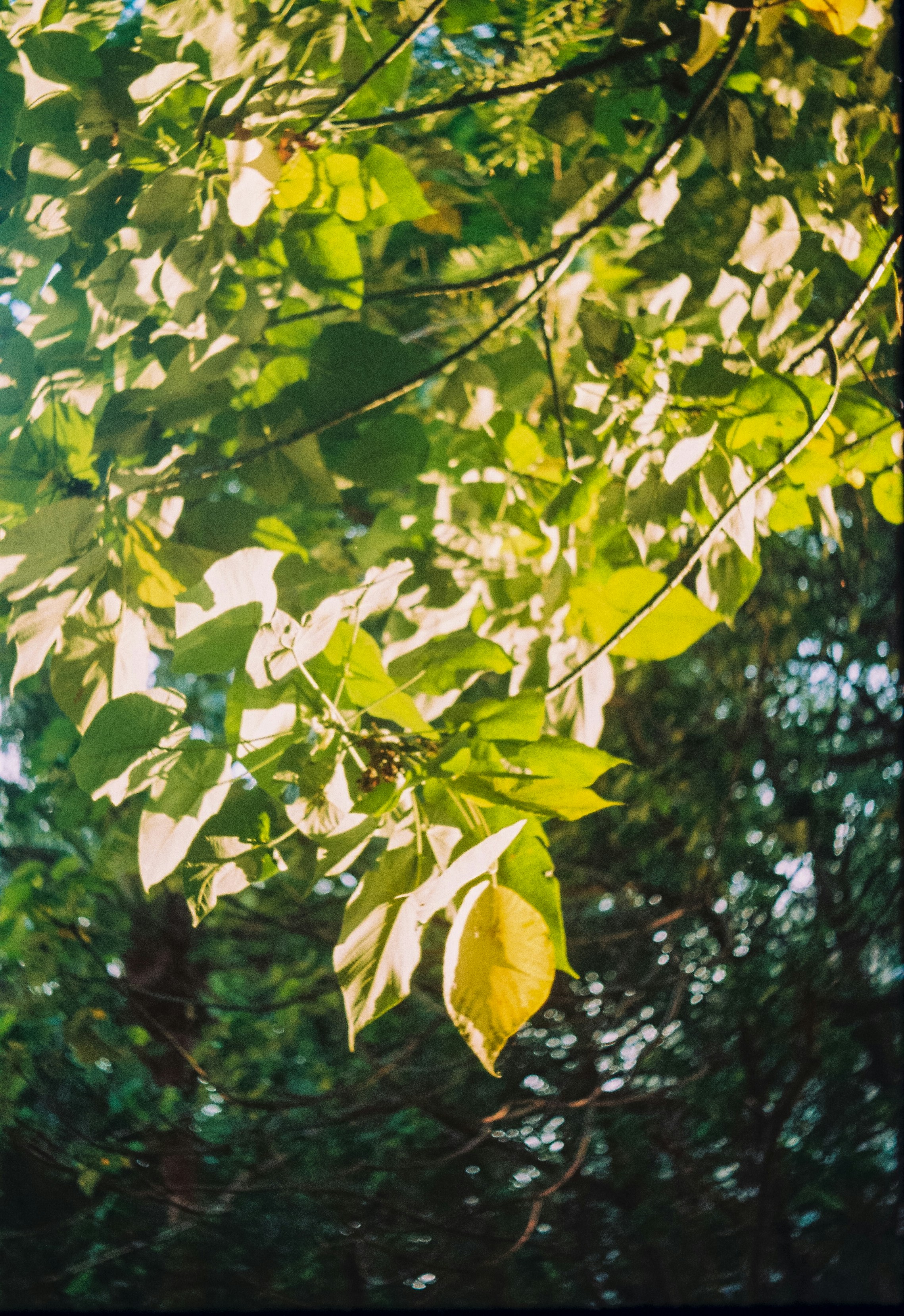 Sunlit Leaves Cascade in a Deep Green Canopy