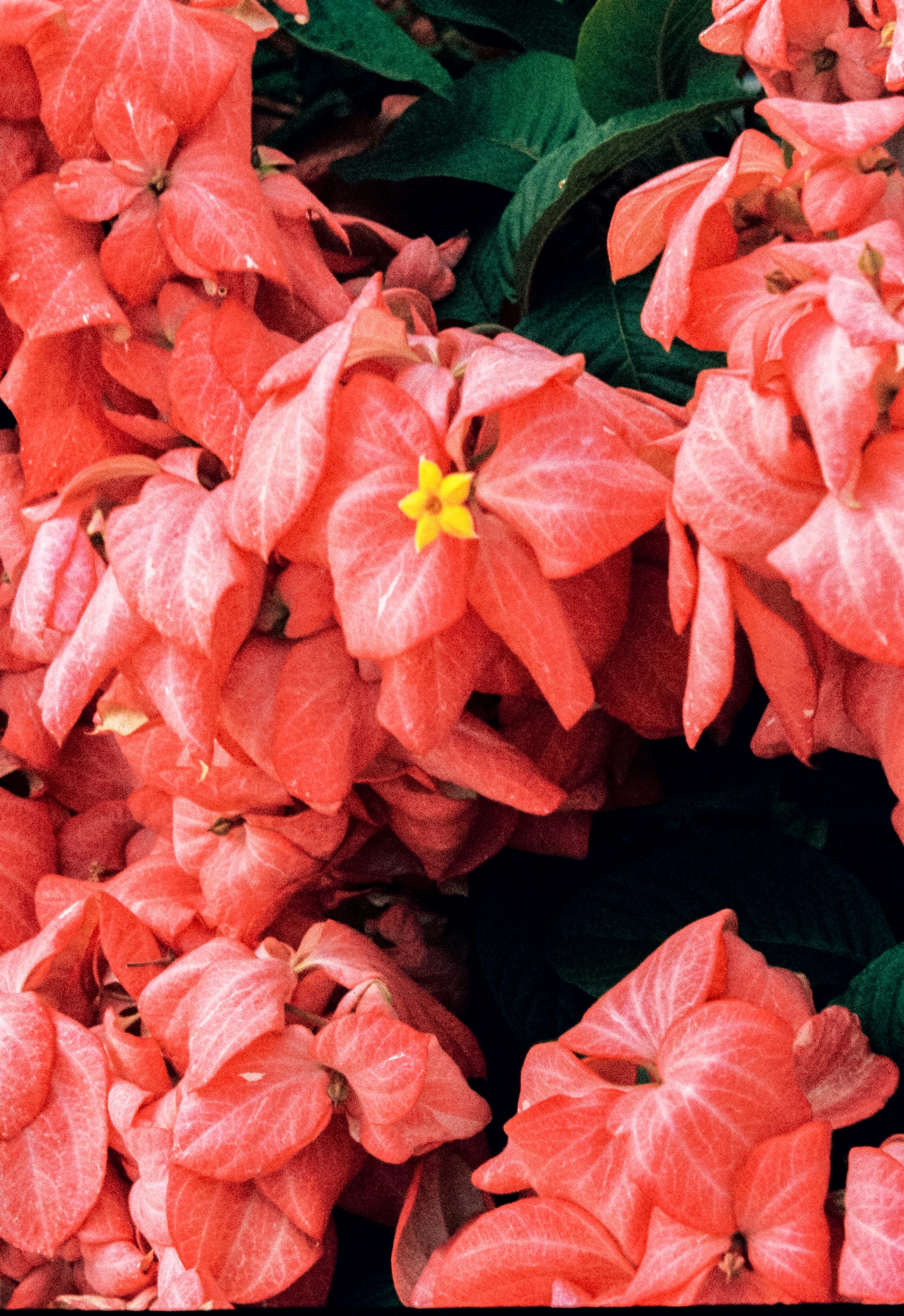Coral Bloom: A Sea of Pink Bracts and a Central Yellow Star