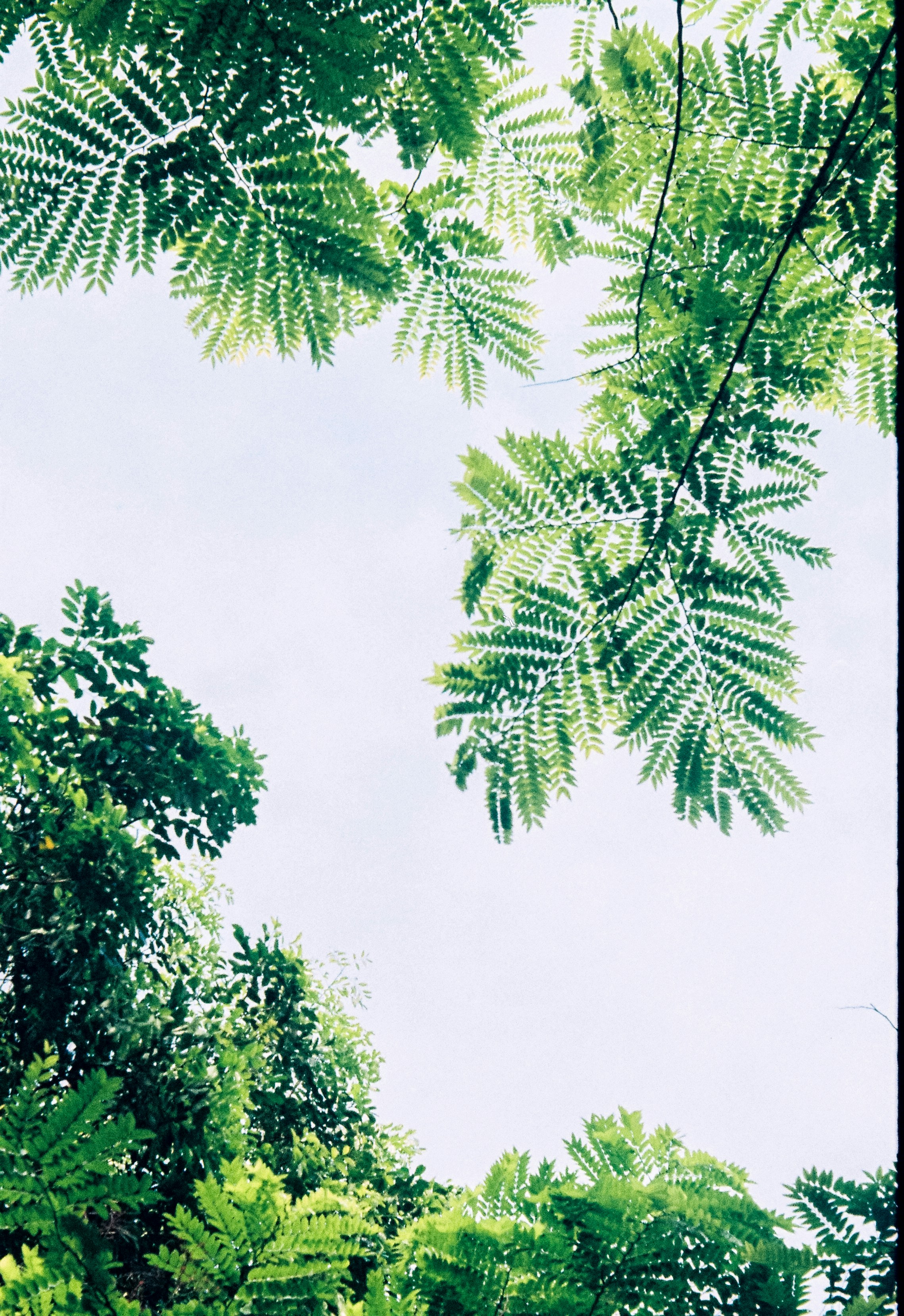 Canopy Echo: Fronds Against a Skyward Frame