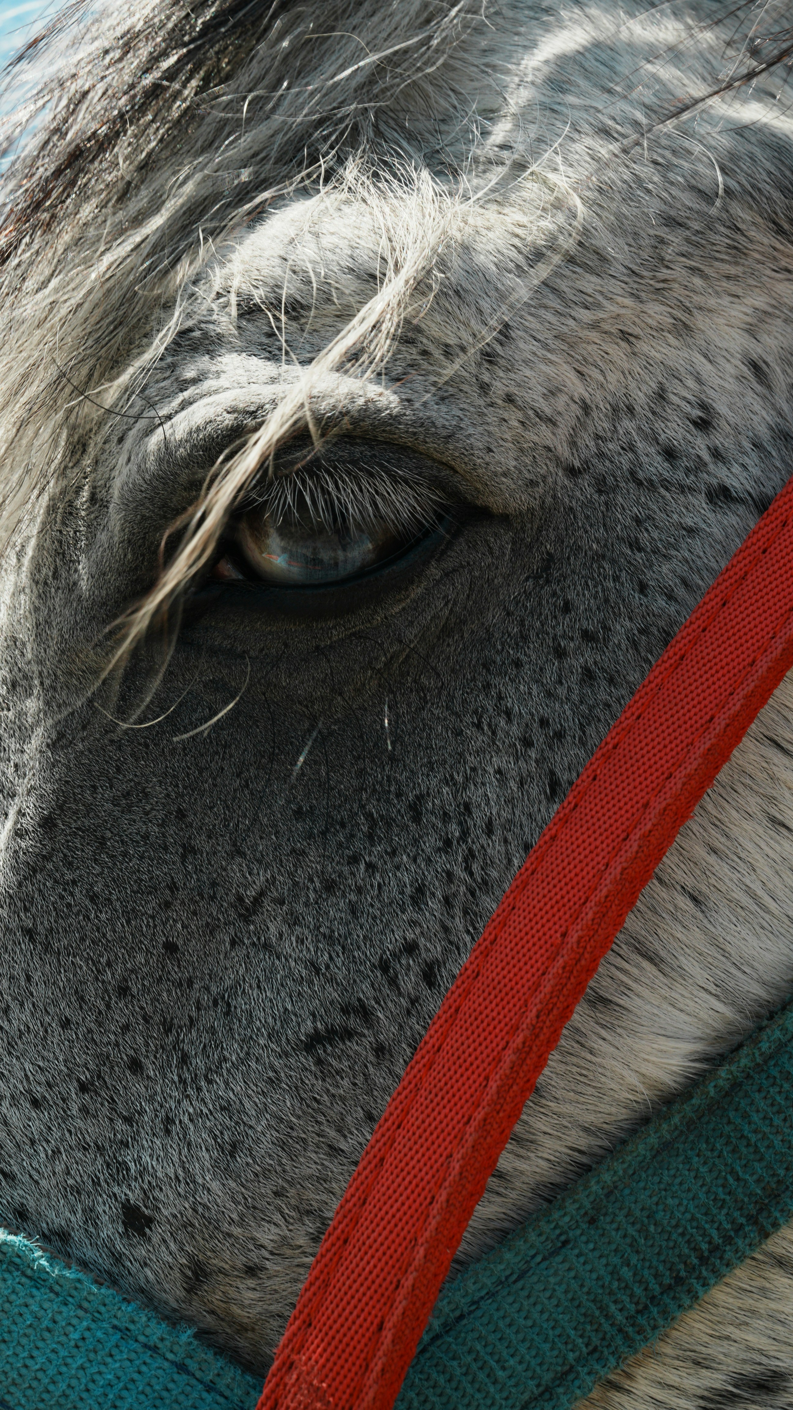 Close-up of a horse's eye with a colorful halter