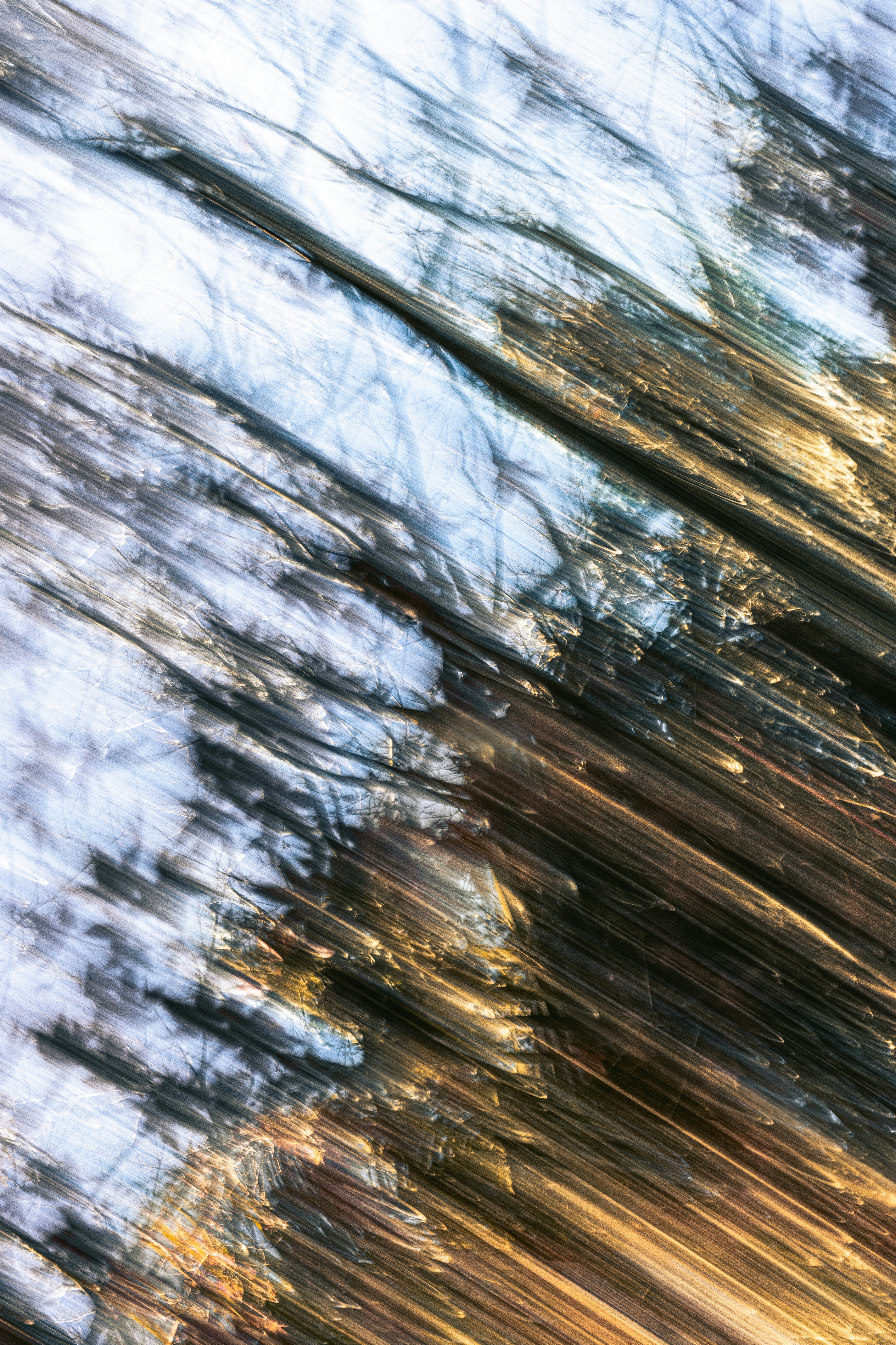 Diagonal Echoes: Blurred Pines in Motion