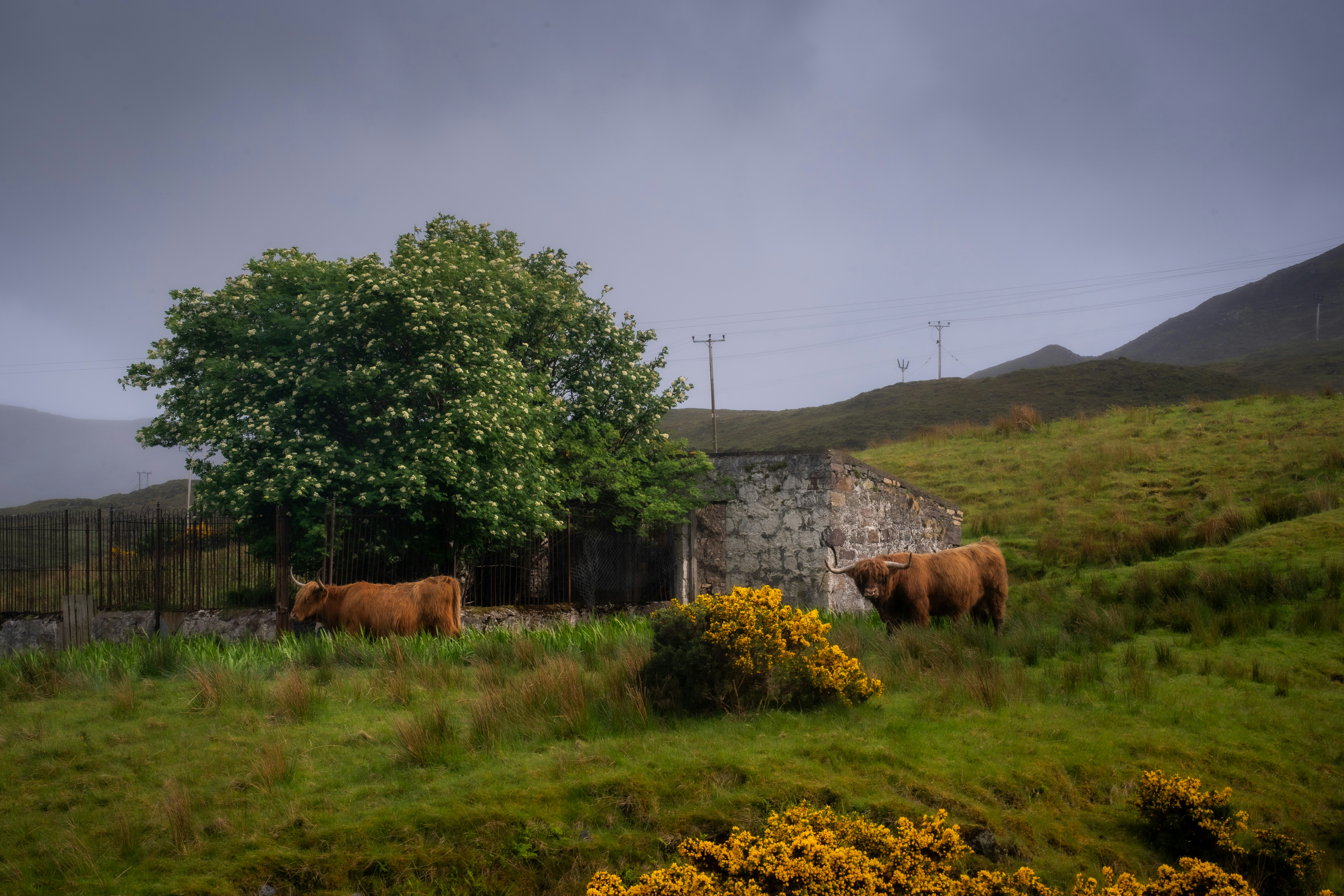 Two highland cows graze near a tree and stone structure.