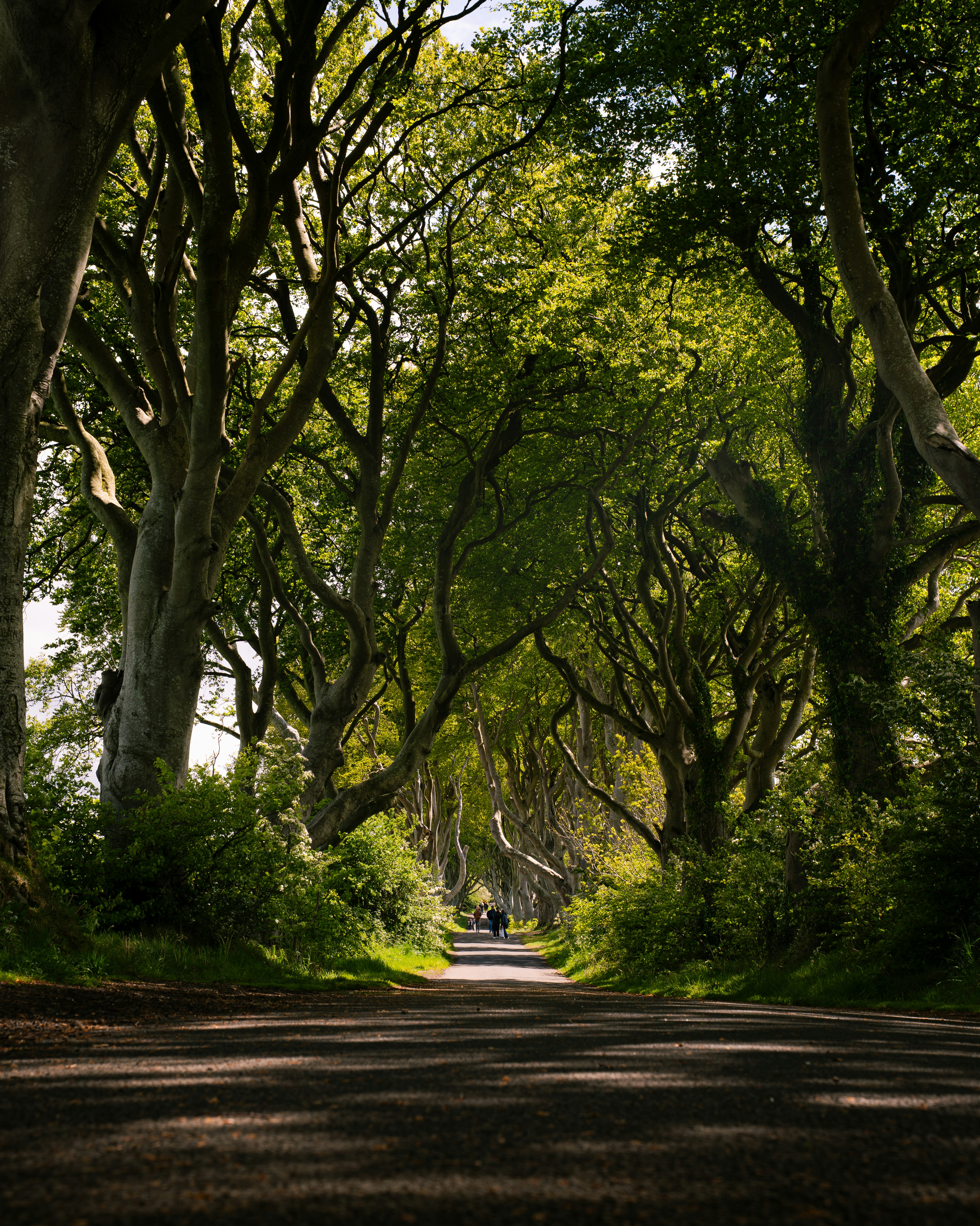 Canopy Corridor: A Tree-Aligned Path to Quiet Light