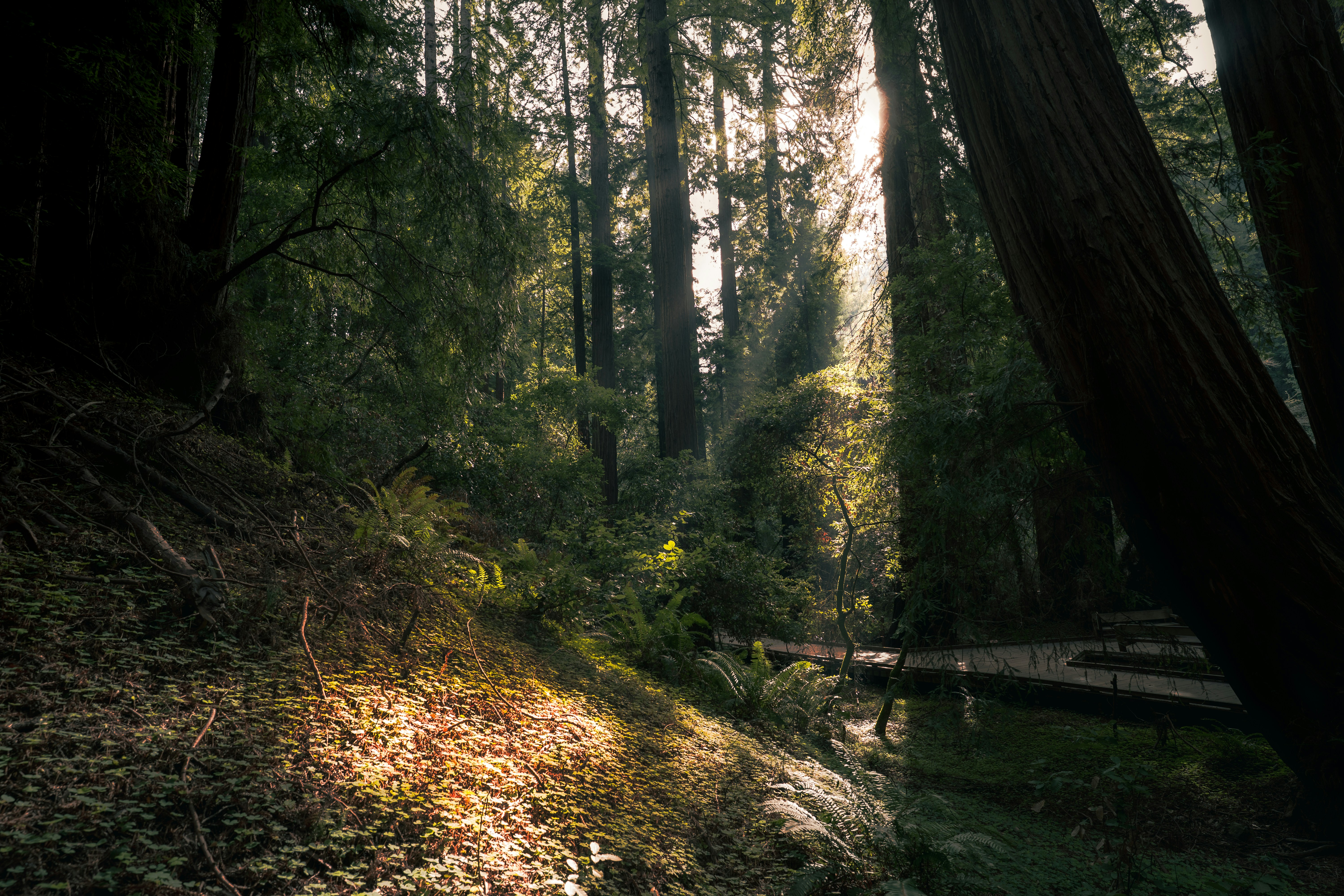 Sunlit Break in the Redwood Corridor