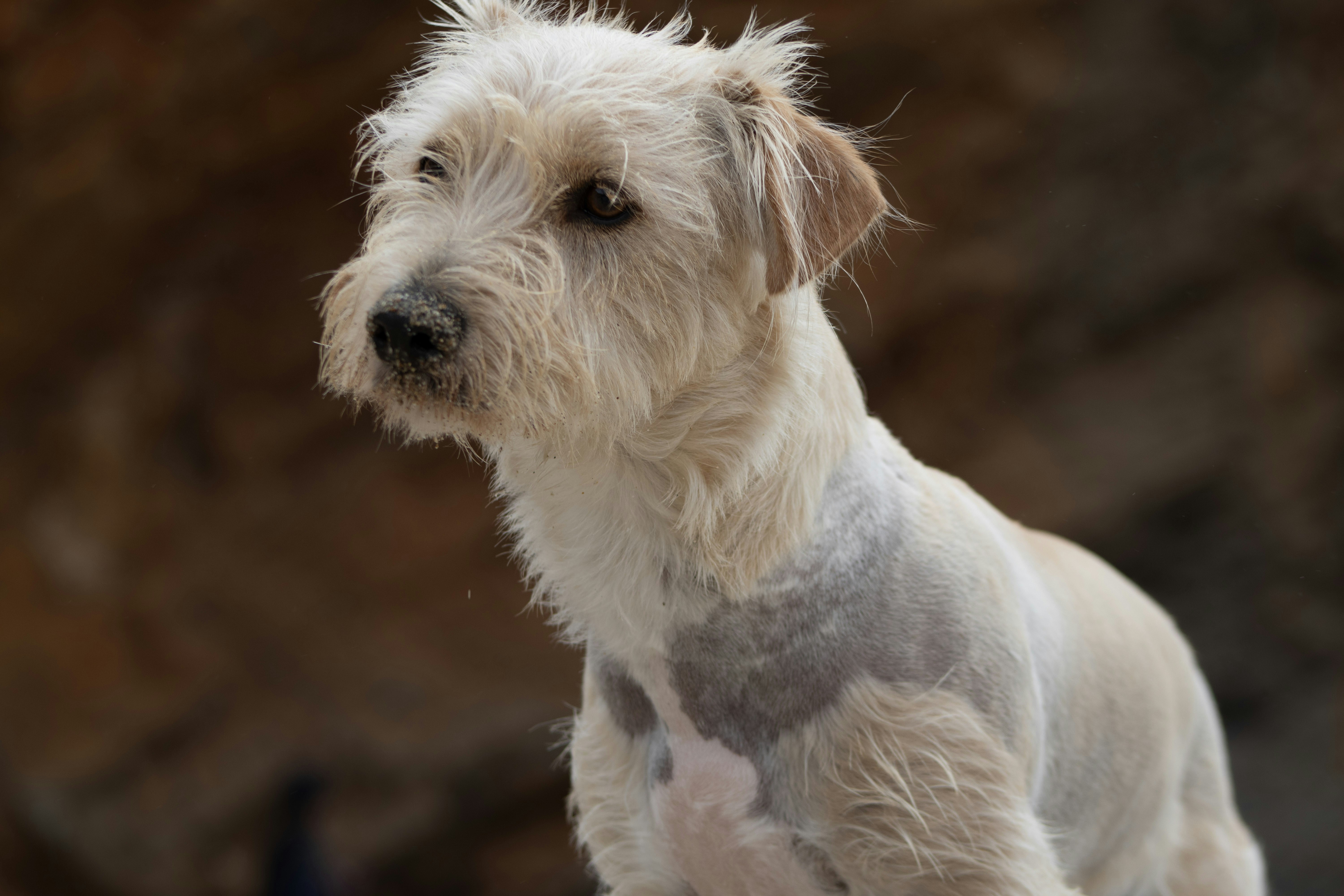 Portrait of a Watchful Terrier: Sunlit Whiskers in Focus